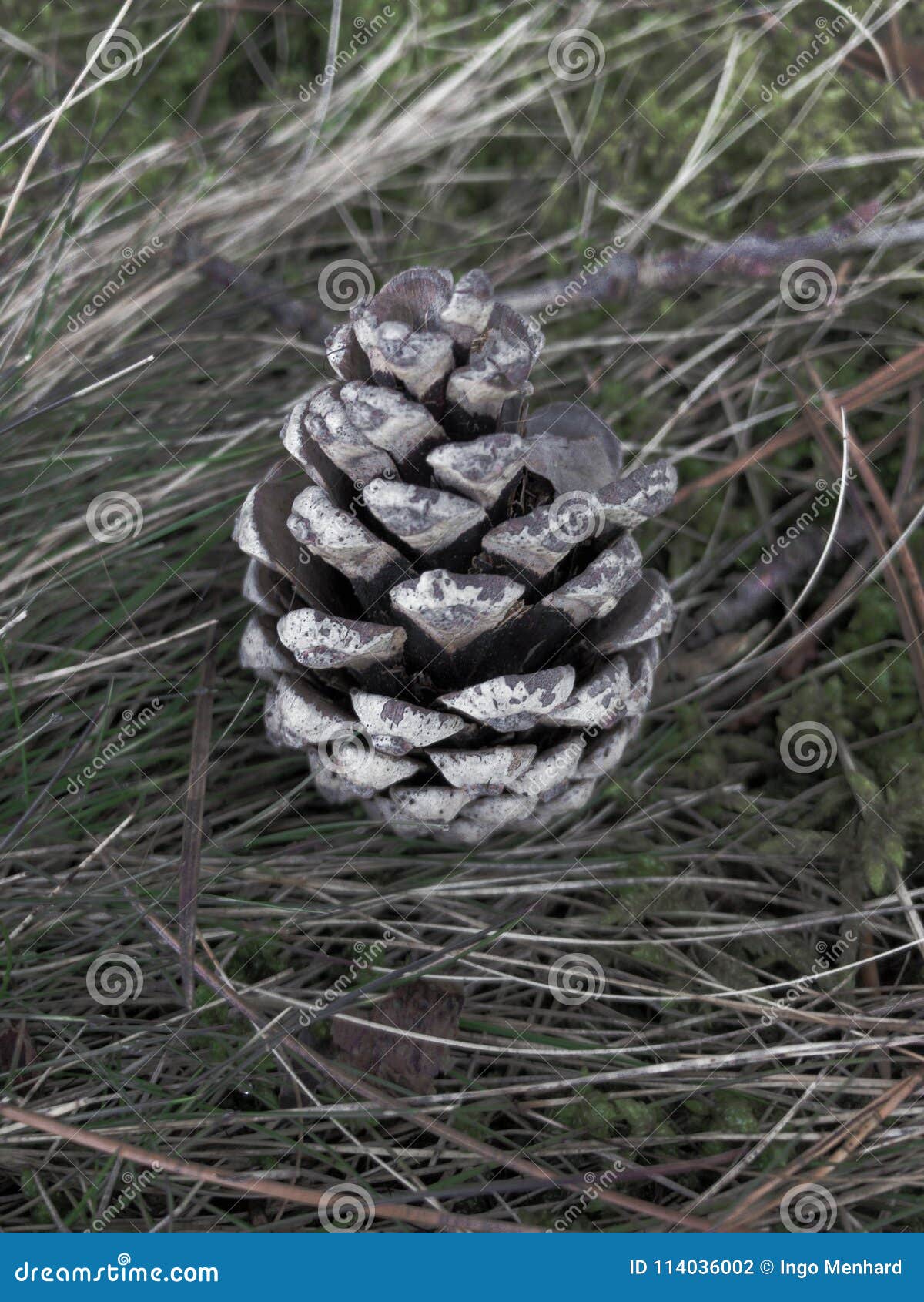 Cone Standing on the Forest Ground Stock Photo - Image of pine, grass ...