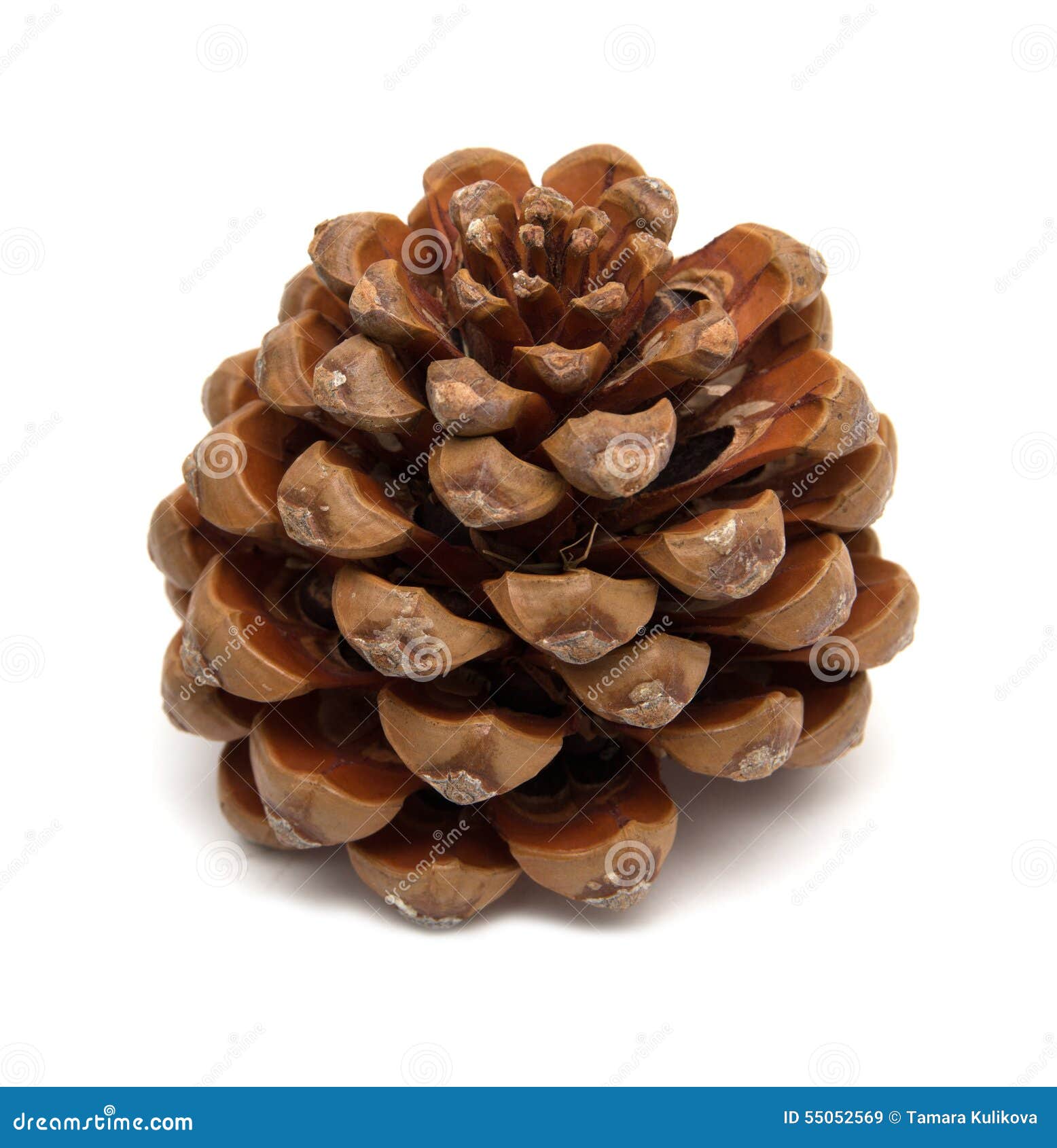 Cone of Stone Pine, Pinus Pinea Stock Image - Image of brown, pinones ...