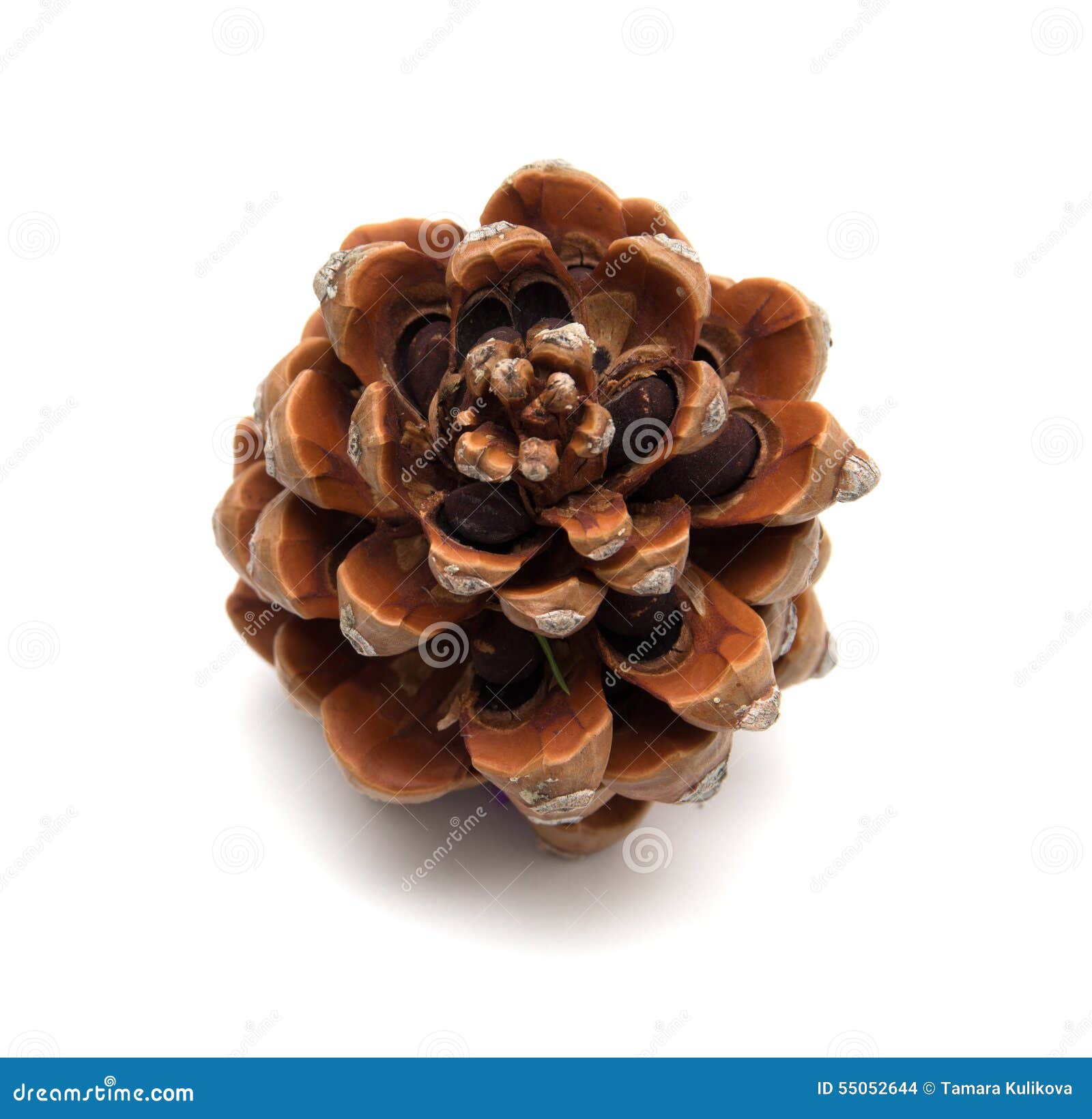 Cone of Stone Pine, Pinus Pinea Stock Photo - Image of ornamental ...