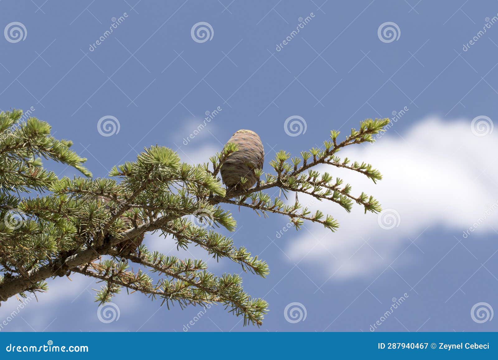 Cone of a Taurus Cedar Tree Stock Image - Image of decoration, libani ...