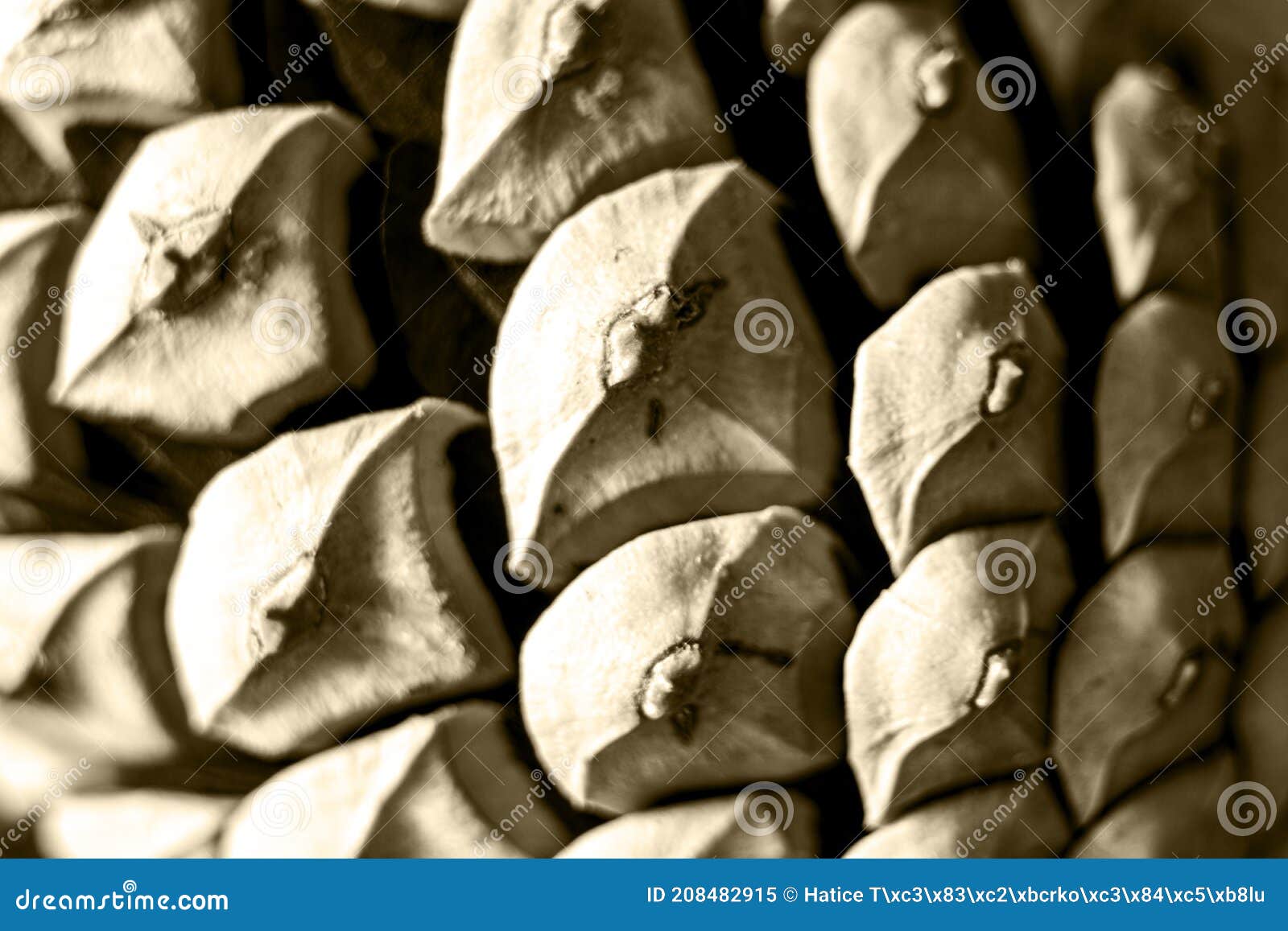 Cone Texture, Macro Photograph Stock Image - Image of texture, closeup ...