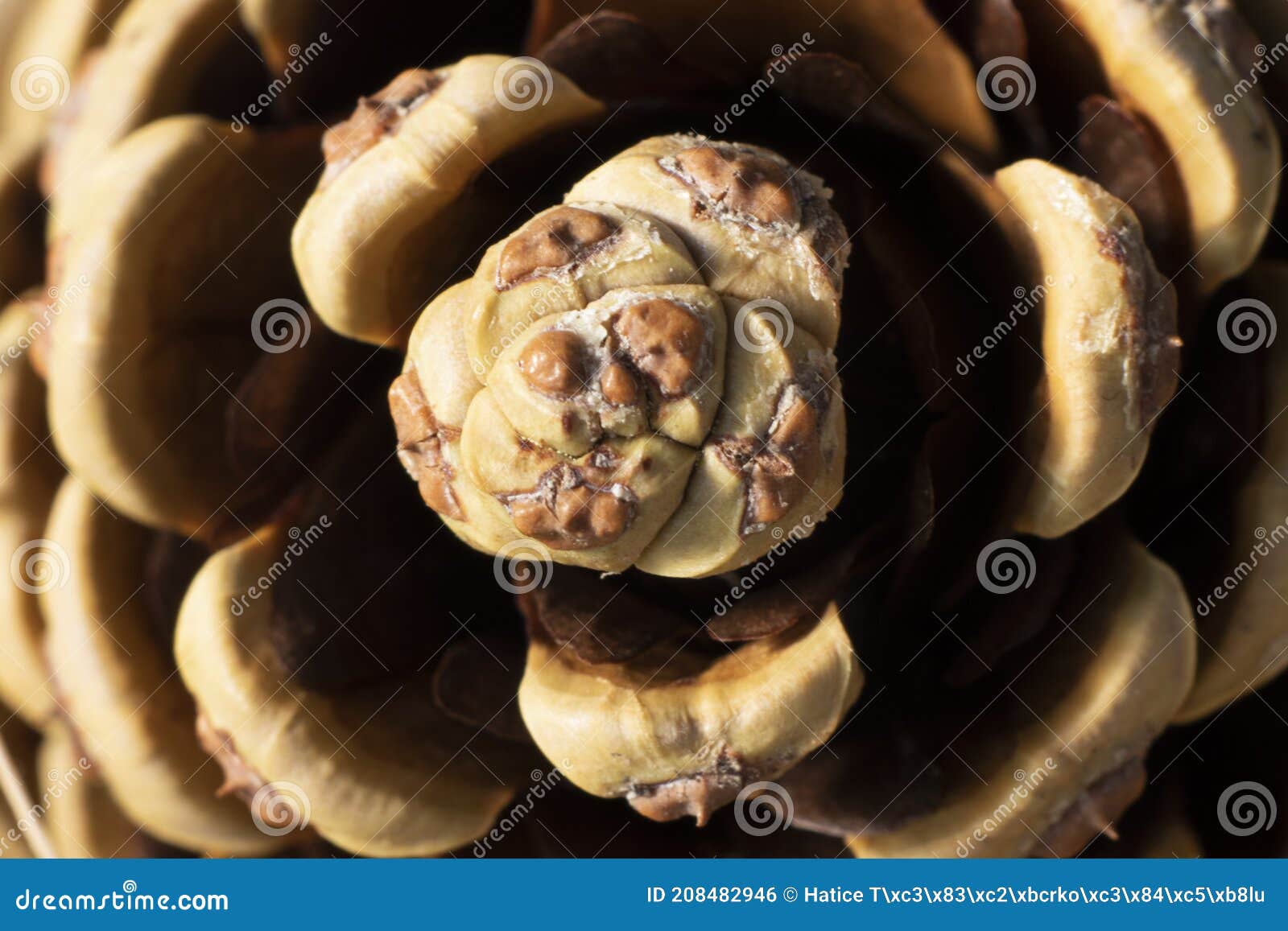 Cone Texture, Macro Photograph Stock Photo - Image of closeup, macro ...