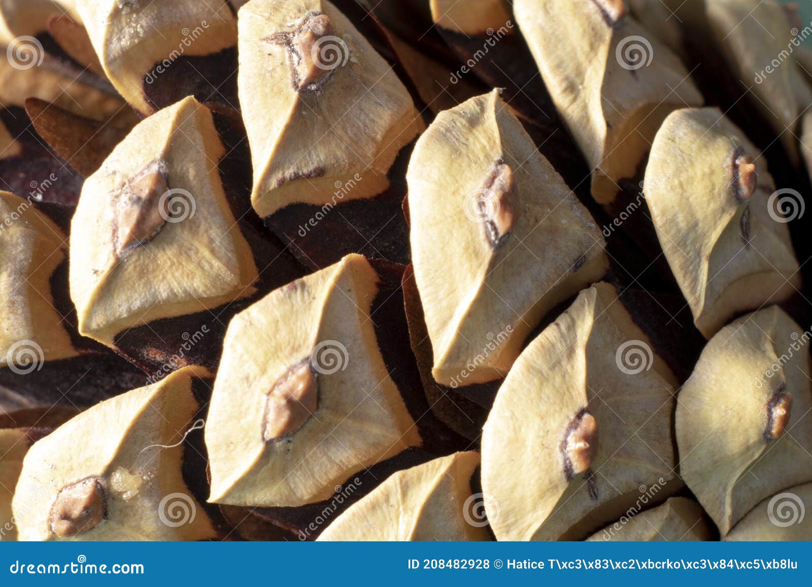 Cone Texture, Macro Photograph Stock Photo - Image of cone, photograph ...