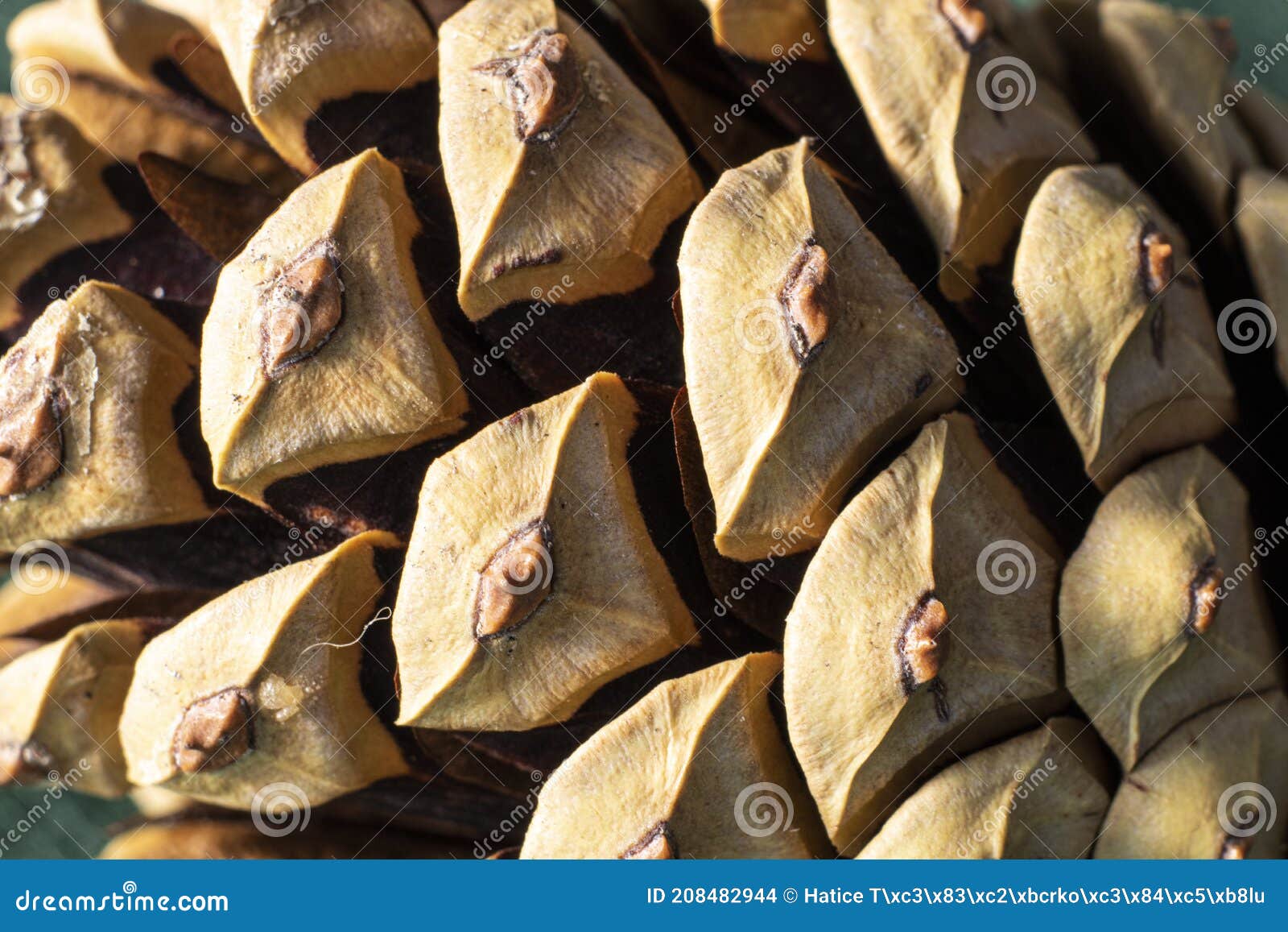 Cone Texture, Macro Photograph Stock Photo - Image of closeup ...