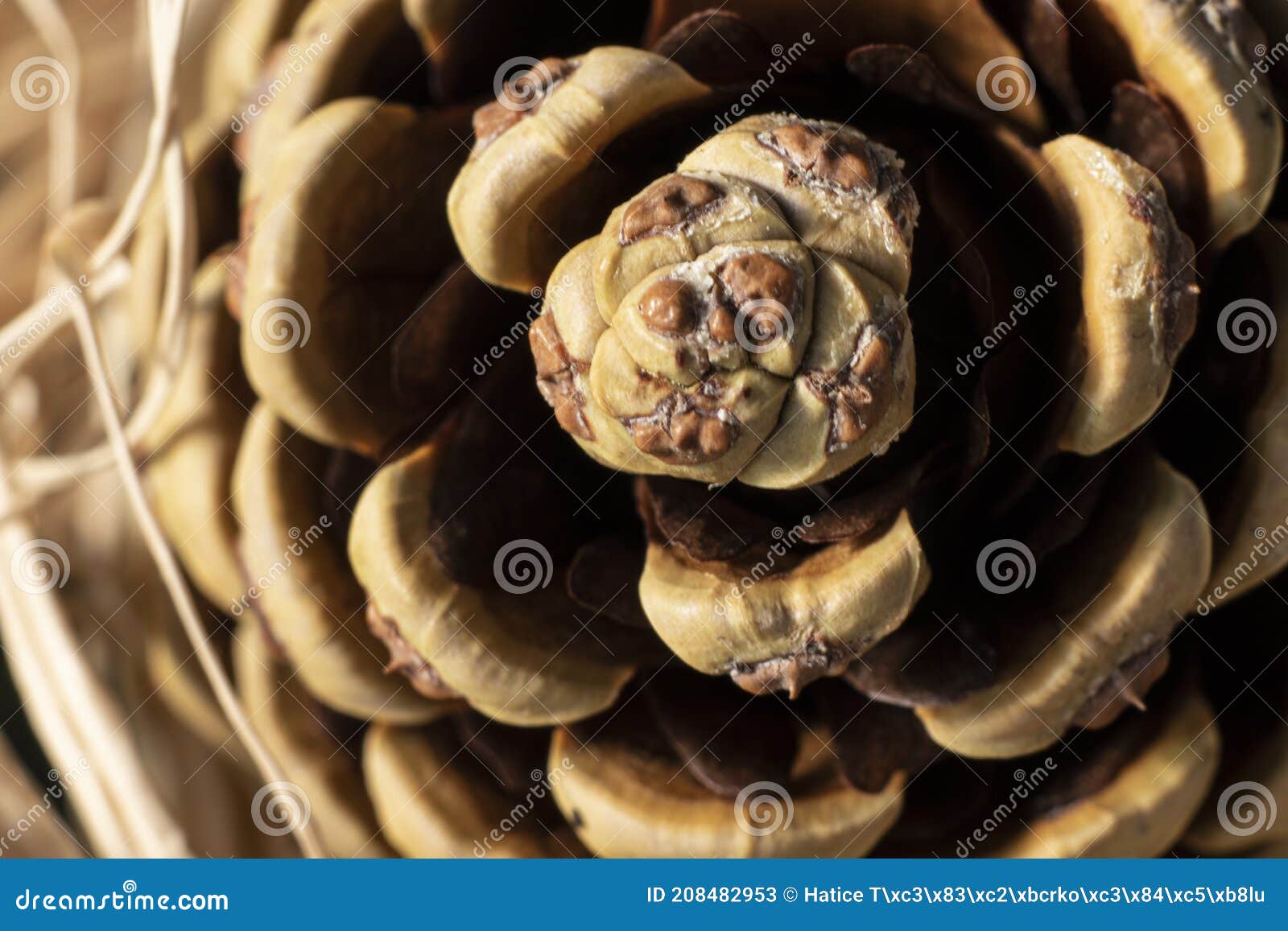 Cone Texture, Macro Photograph Stock Image - Image of closeup ...