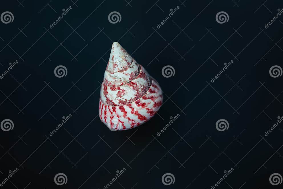Cone Top shell - Seashell stock photo. Image of snail - 310169064