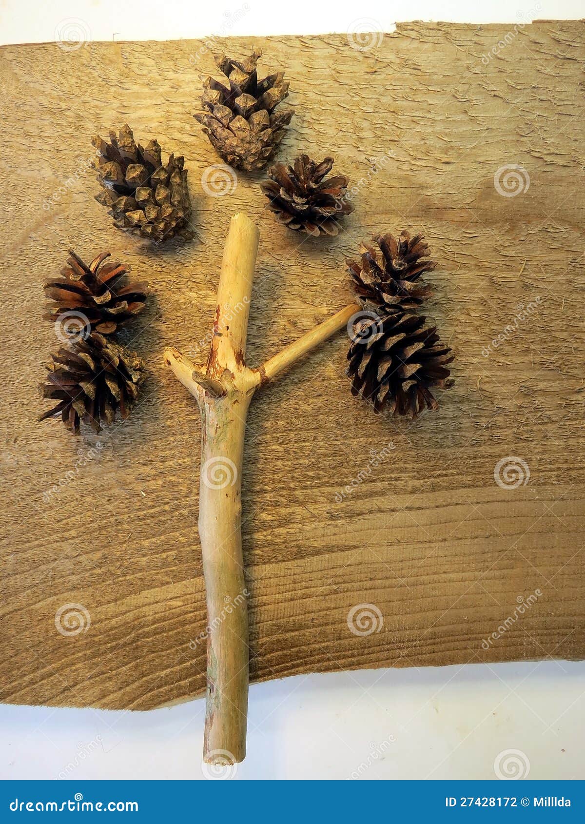 Cone tree stock photo. Image of abstract, texture, tree - 27428172