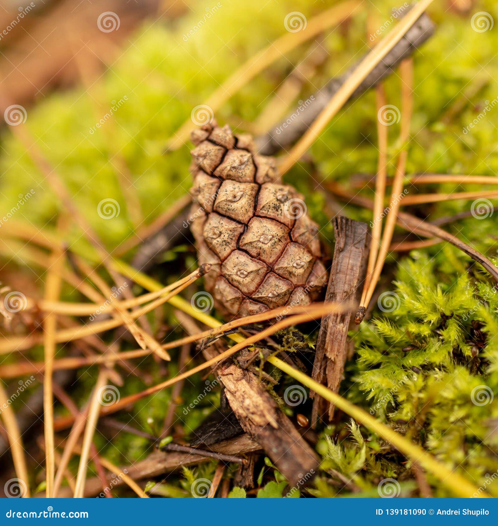 A Cone from a Tree in the Autumn Forest Stock Photo - Image of design ...