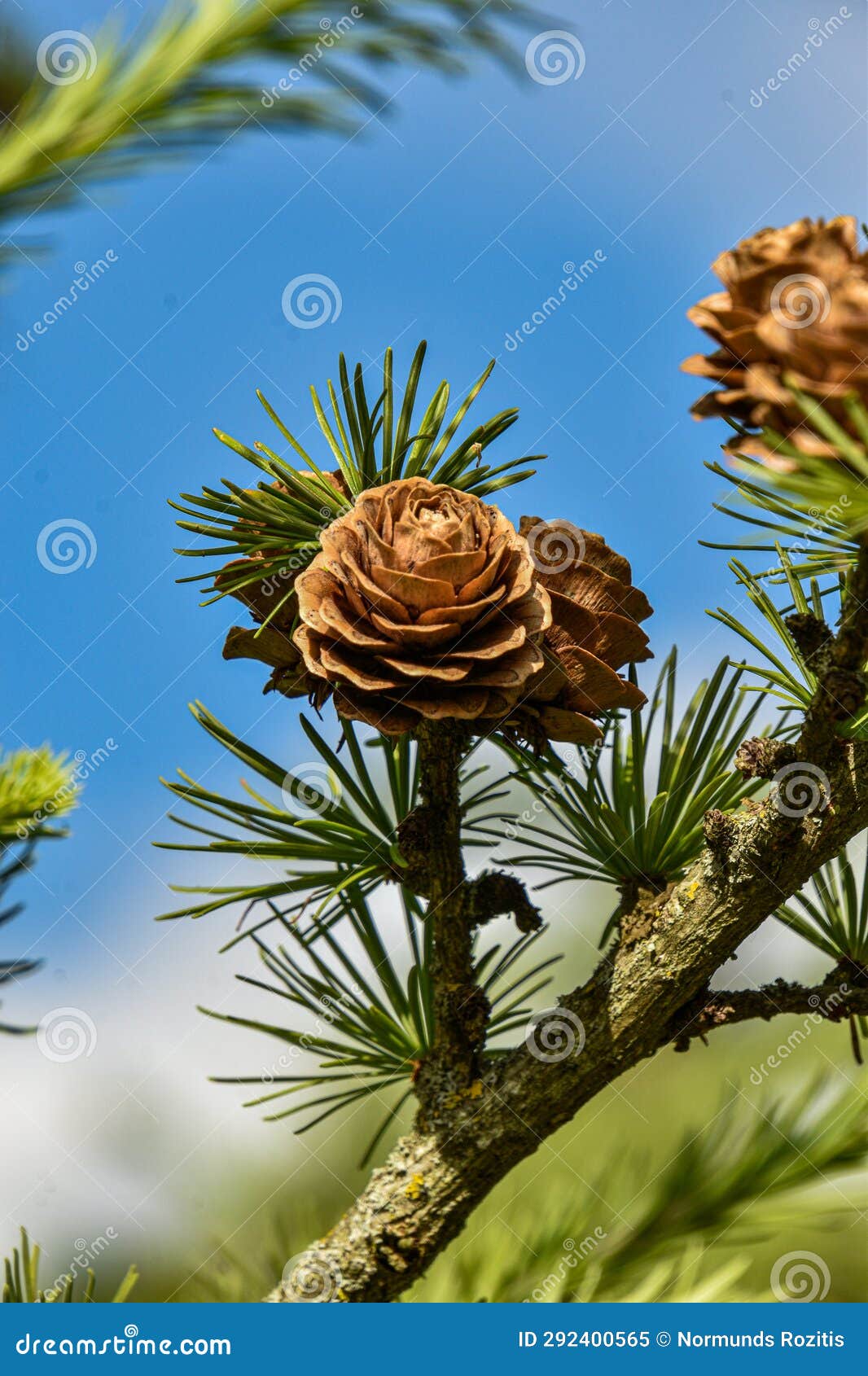 A Cone on a Tree with a Blue Sky Background Stock Image - Image of ...
