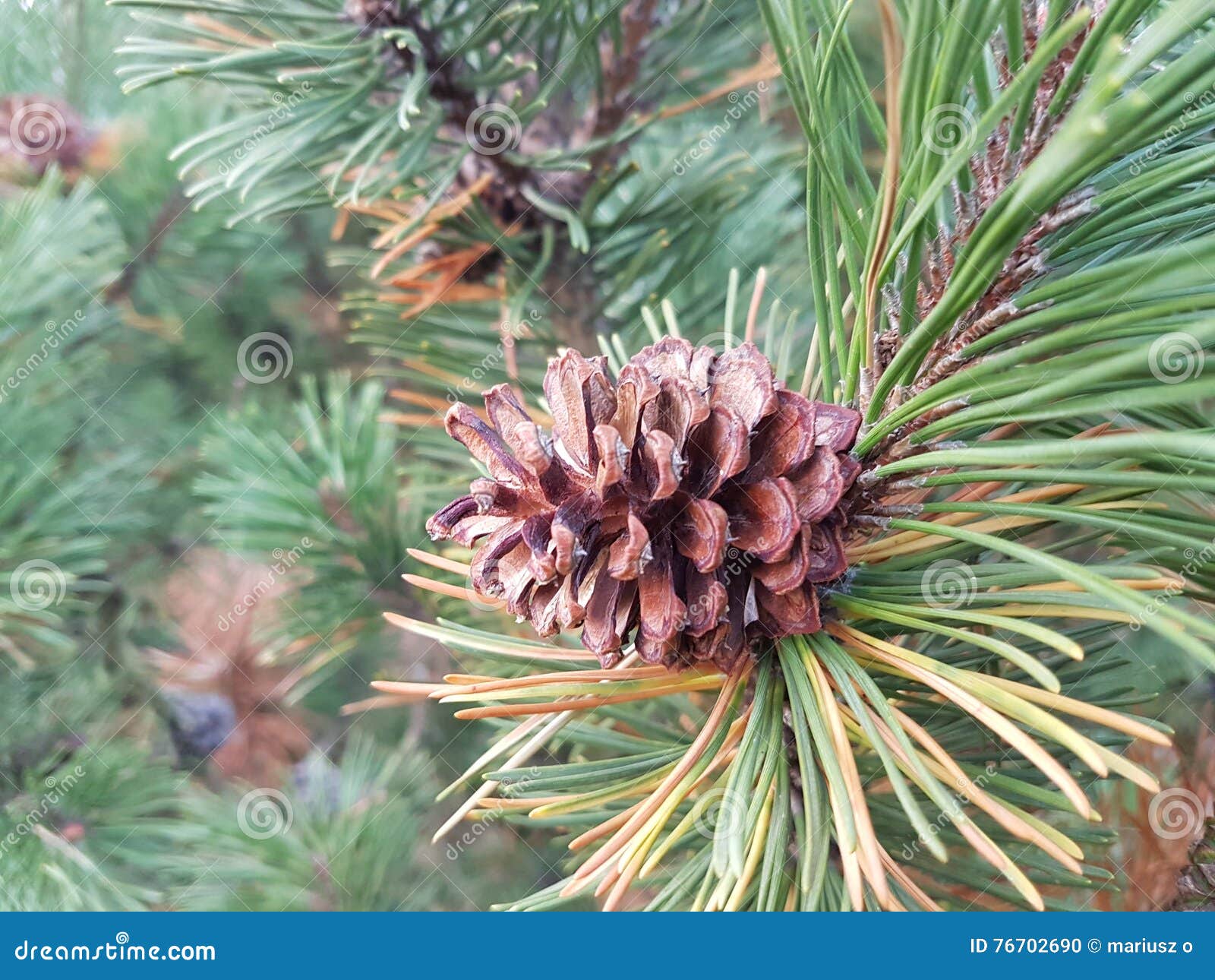 Cone tree nature stock photo. Image of cone, nice, nature - 76702690