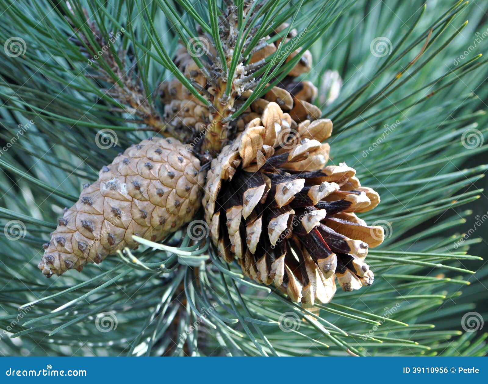 Cone on the tree stock photo. Image of green, wood, season - 39110956