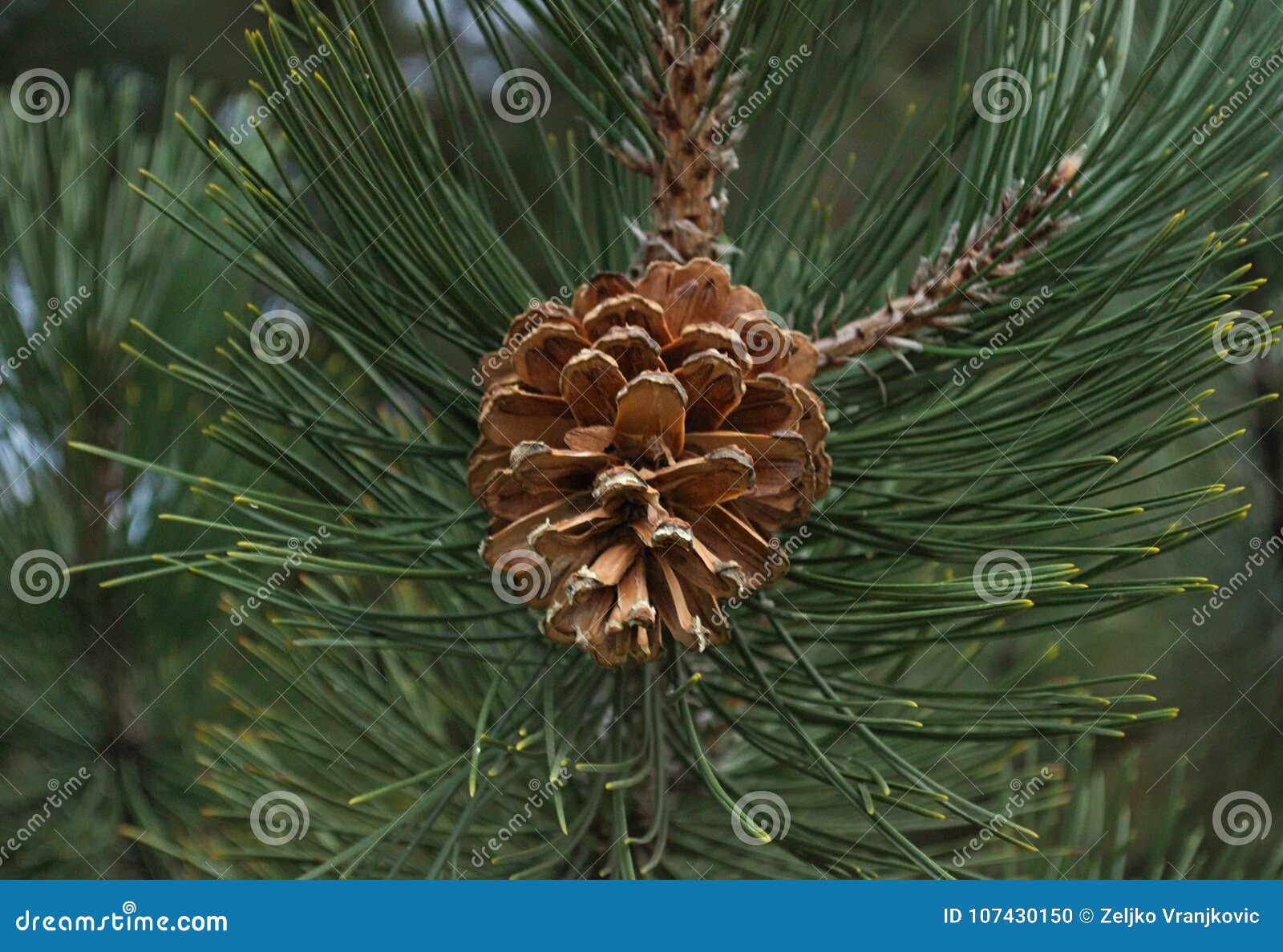 Cone on Tree with Needles Around it, Close Up Stock Photo - Image of ...