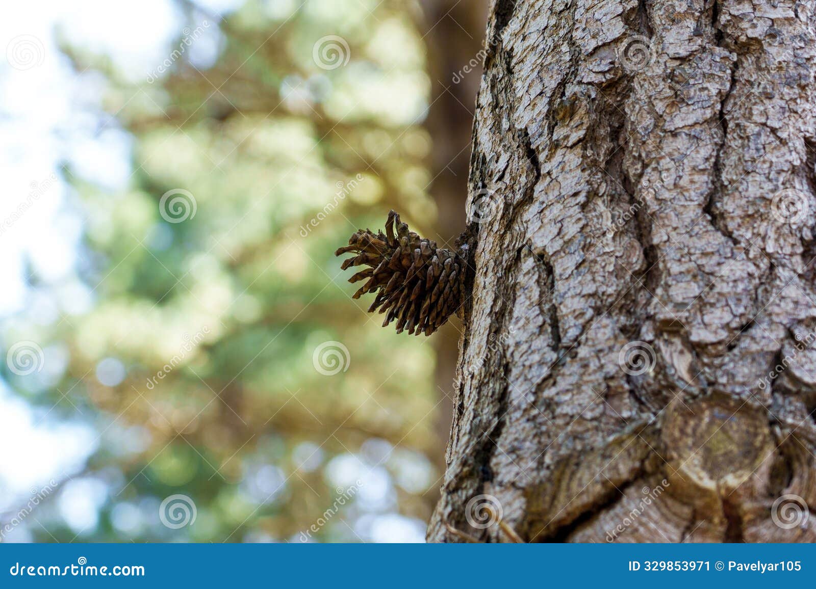 Cone on the Tree Trunk of a Forest Pine in a Pinewood Stock Image ...