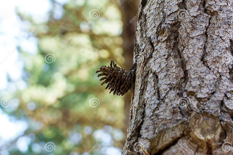 Cone on the Tree Trunk of a Forest Pine in a Pinewood Stock Image ...