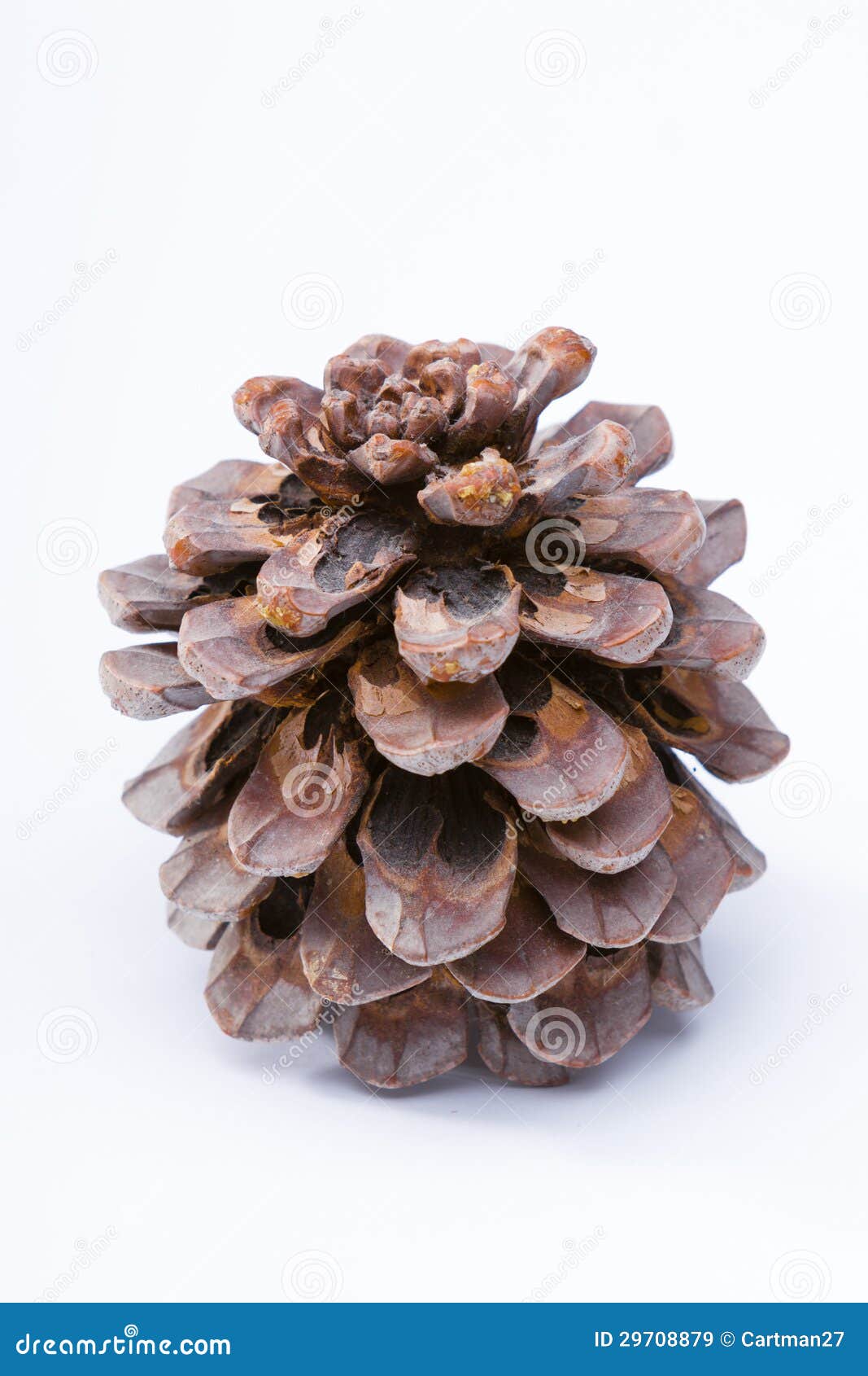 Cone stock image. Image of brown, larch, cone, botany - 29708879