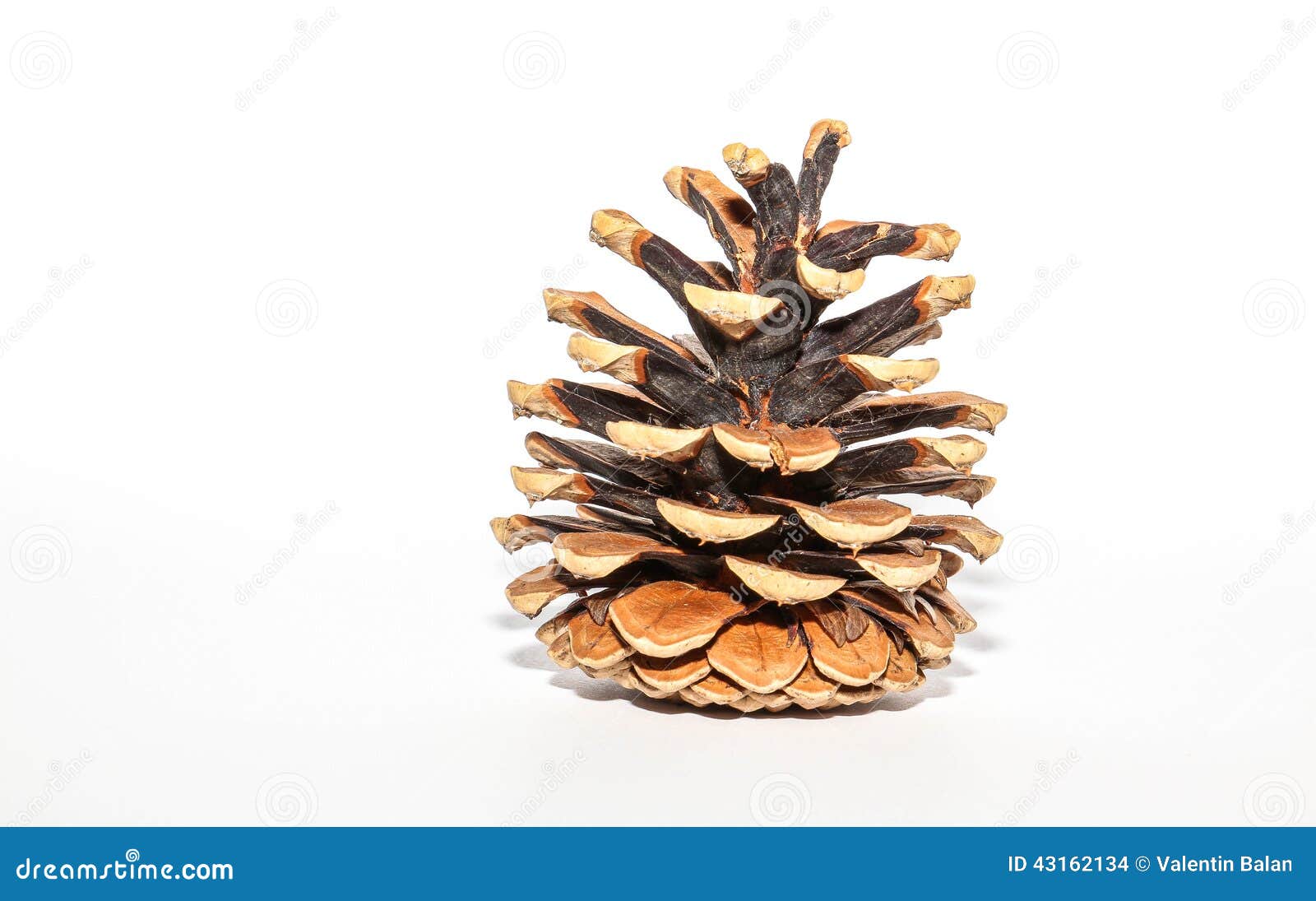 Cone stock photo. Image of evergreen, natural, nature - 43162134