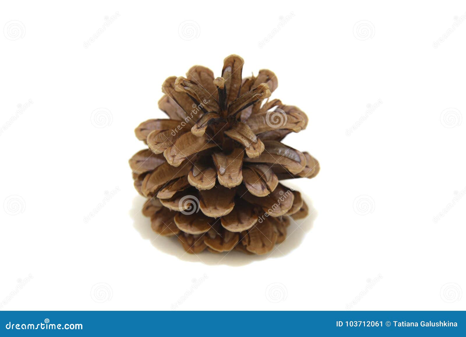 Cone on the White Background Stock Image - Image of forest, applique ...