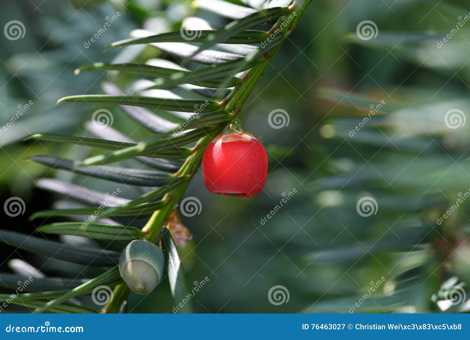 Cone of a Yew stock image. Image of conifer, cultivation - 76463027