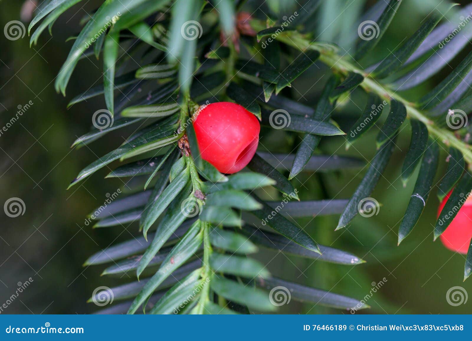 Cone of a Yew stock image. Image of berries, baccata - 76466189