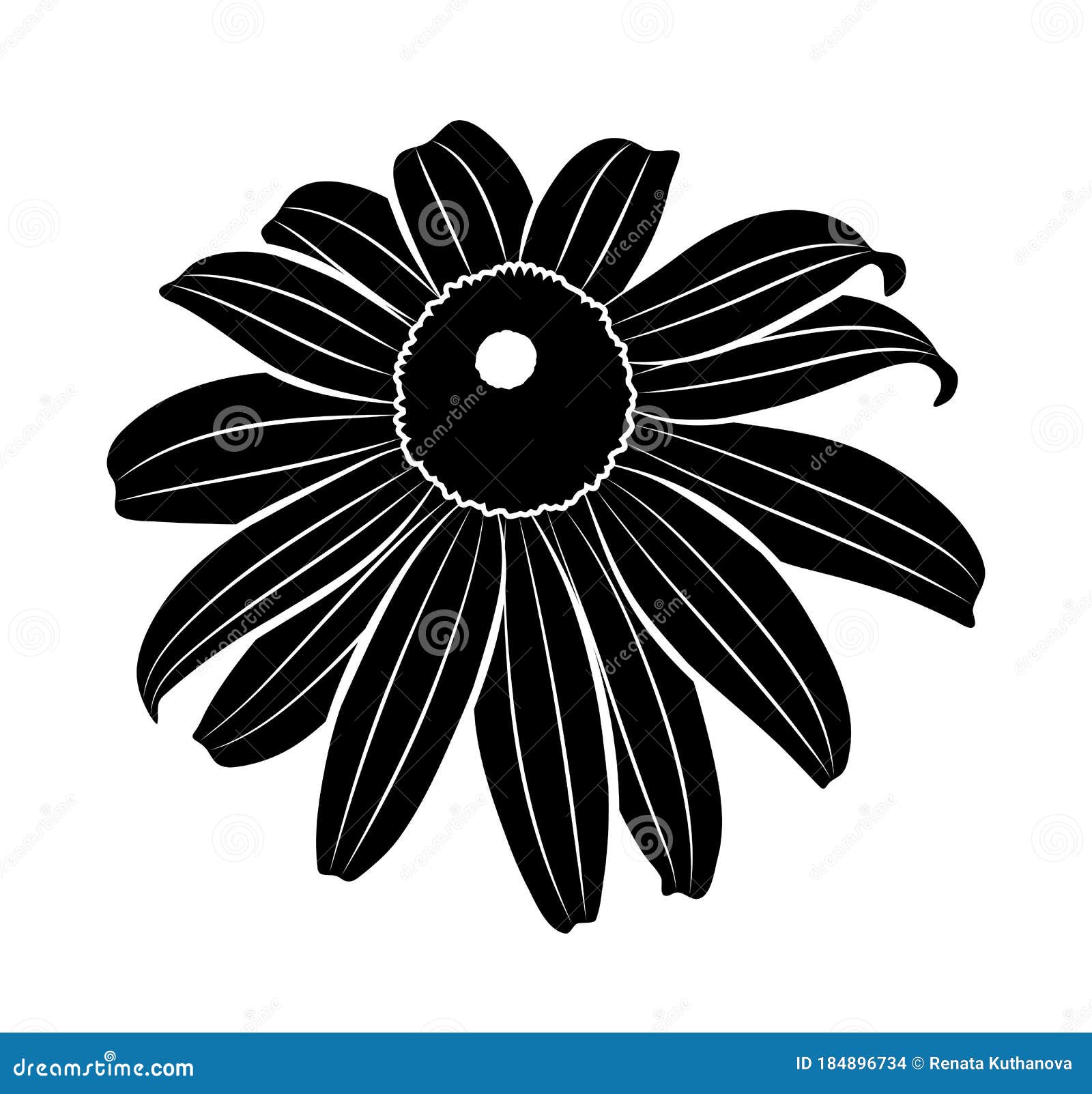 Coneflower stock vector. Illustration of botanical, floral - 184896734