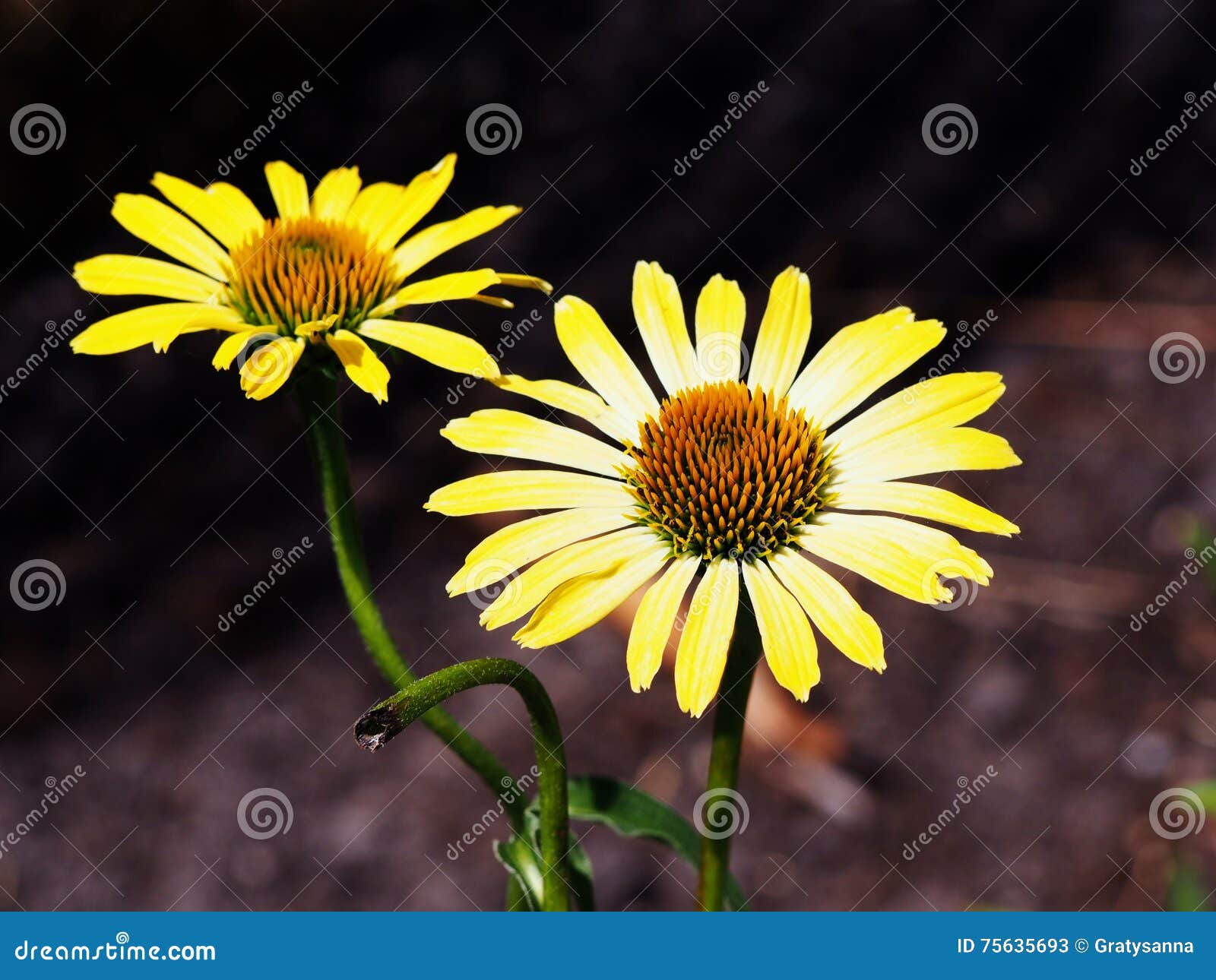 Coneflower Cleopatra stock image. Image of coneflower - 75635693