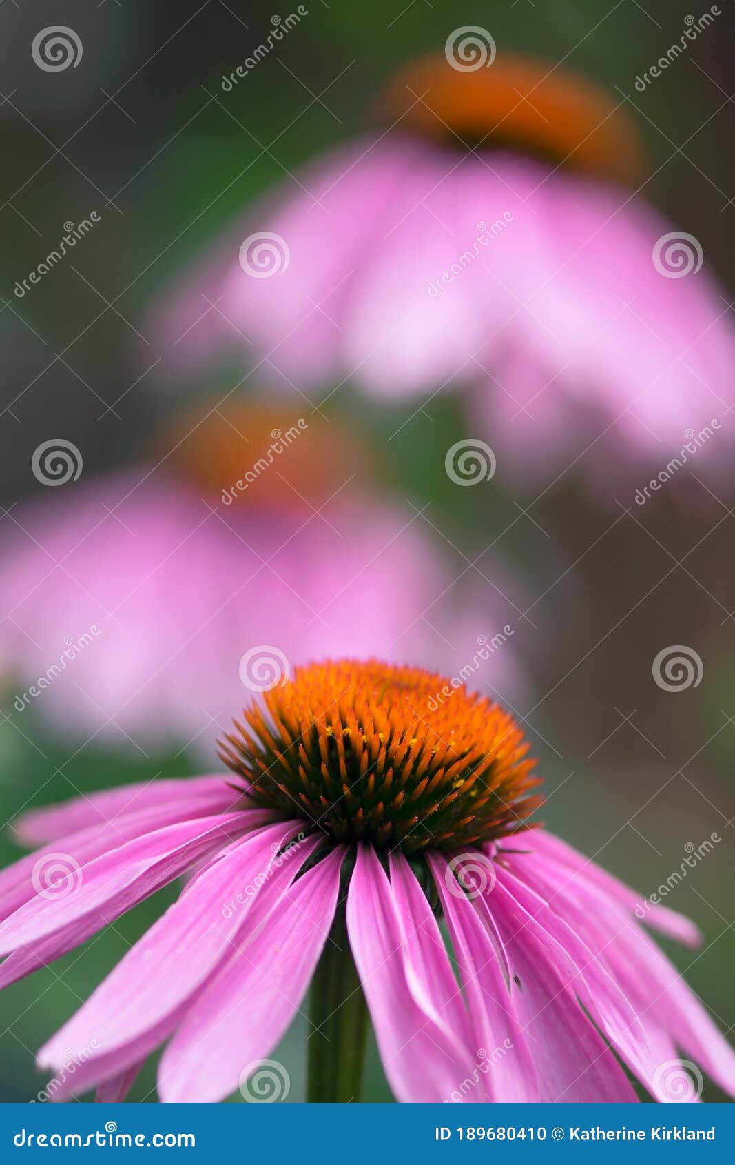 Pink Coneflower Closeup stock photo. Image of macro - 189680410