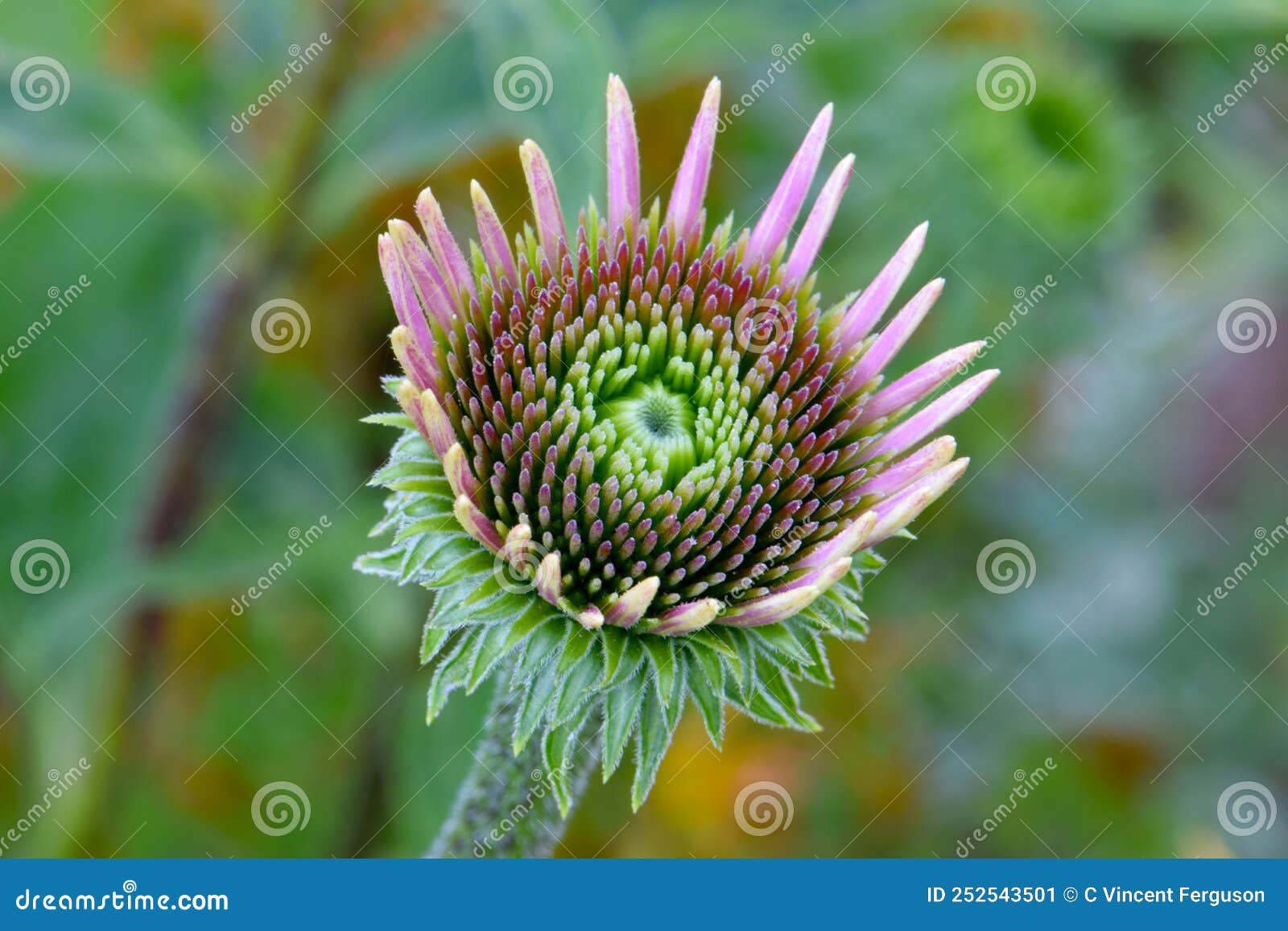 Coneflower Echinacea Bud 02 Stock Image - Image of nature, natural ...
