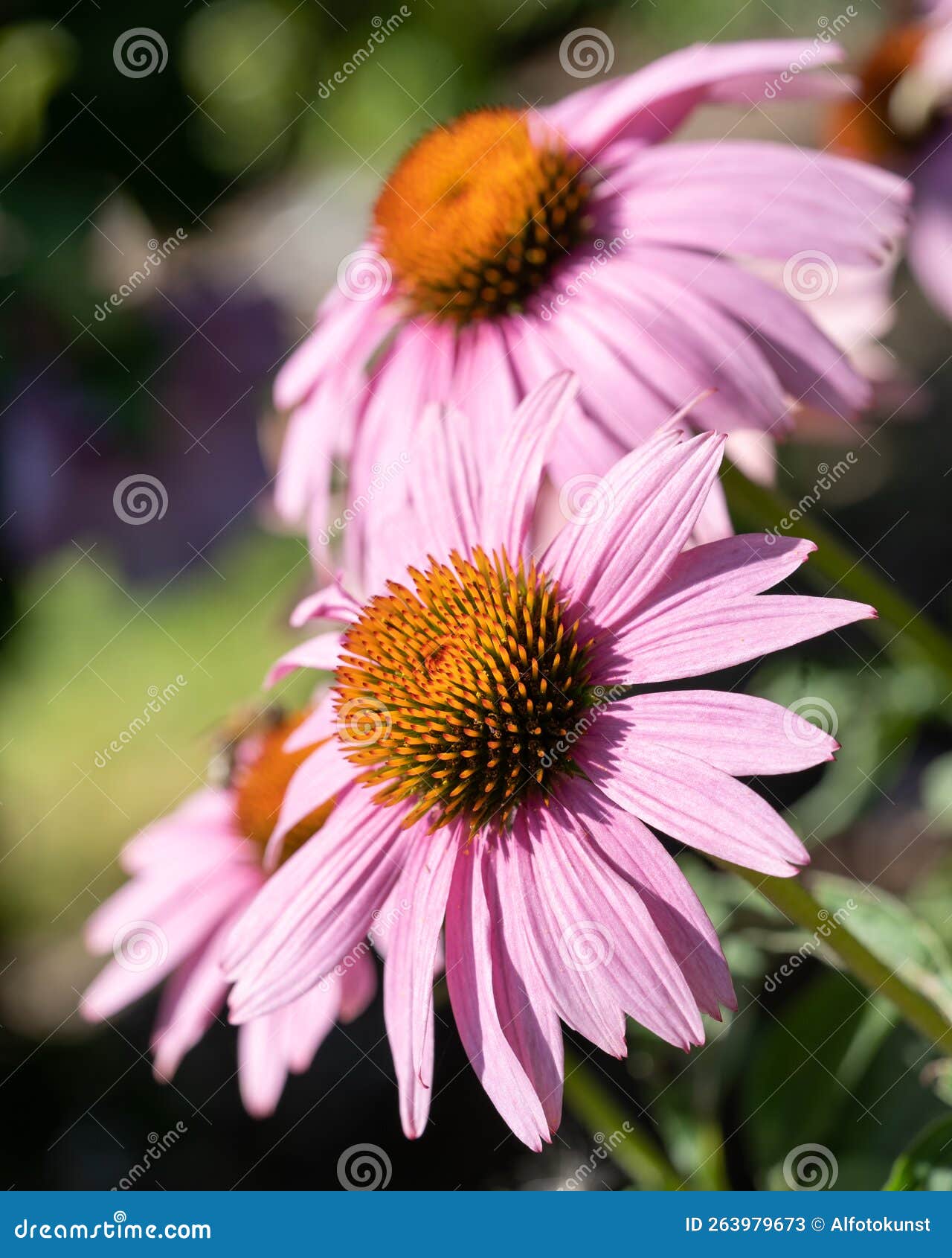 Coneflower, Echinacea Purpurea Stock Image - Image of echinacea ...