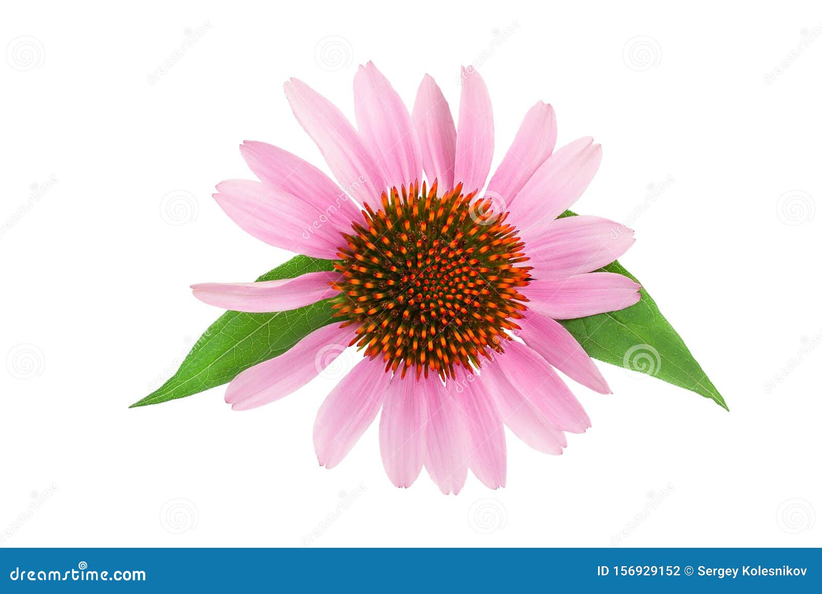 Purple Coneflower, Echinacea Purpurea, Roots Royalty-Free Stock Photo ...