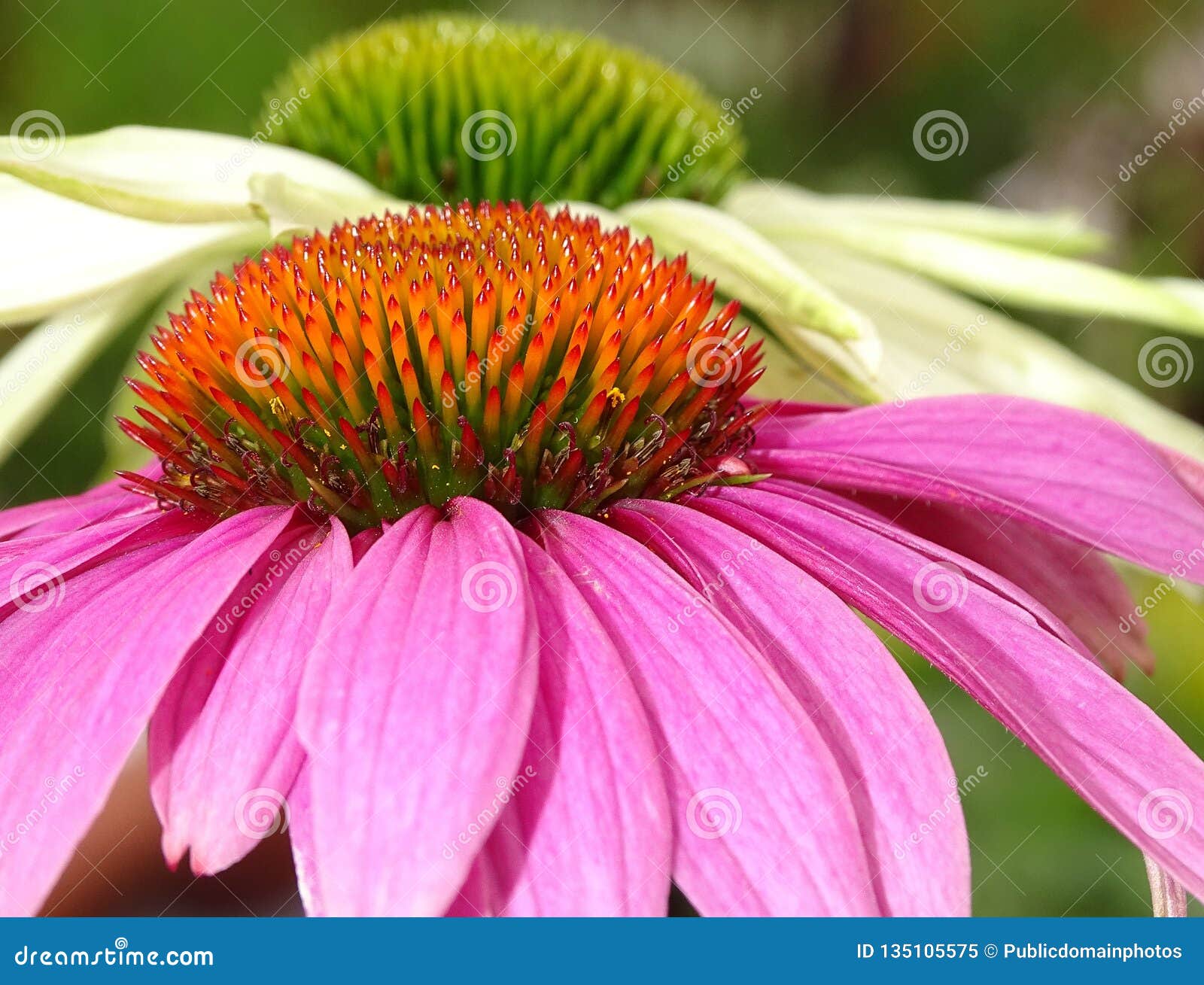 Coneflower, Flower, Nectar, Close Up Picture. Image: 135105575