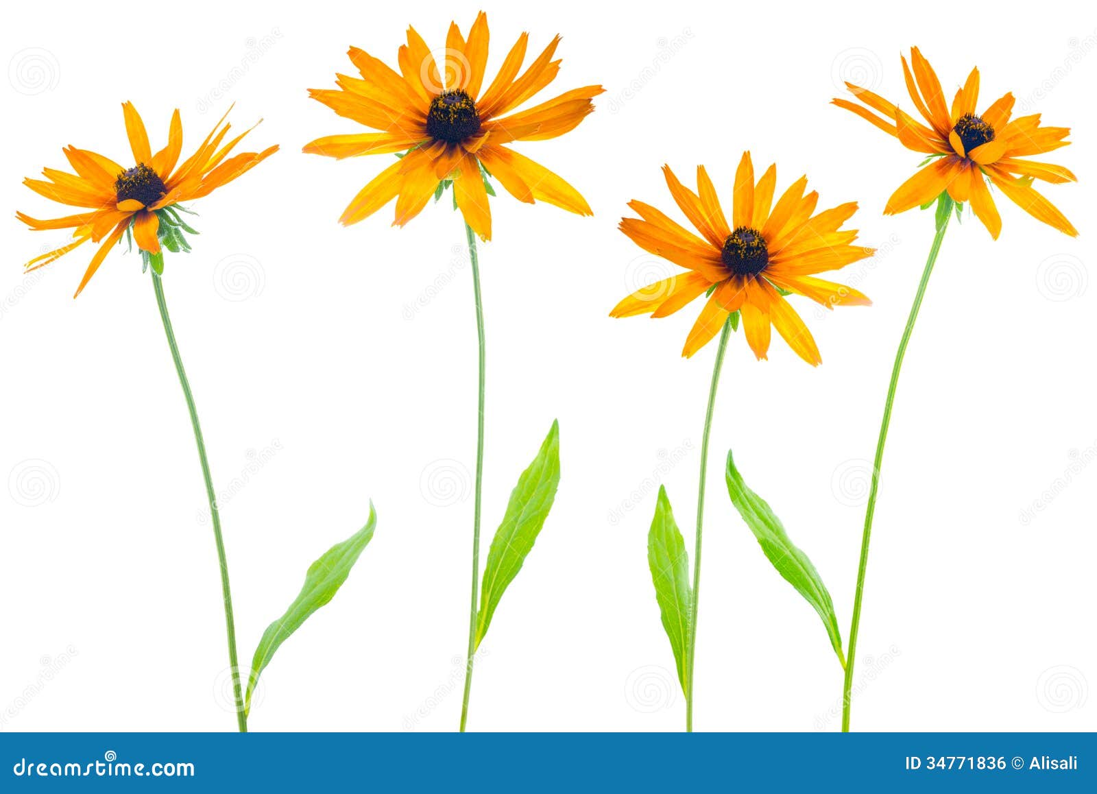 Coneflower Jaune De Quatre Fleurs Photo stock - Image du brun, santé ...