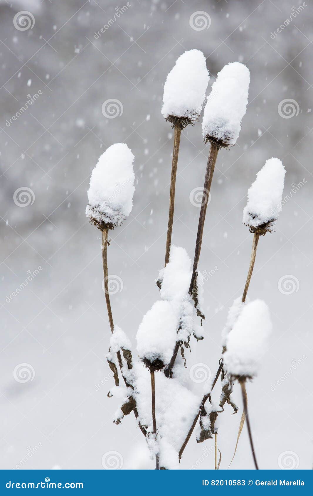 Coneflower Stalks Covered Fresh Snow Stock Photos - Free & Royalty-Free ...