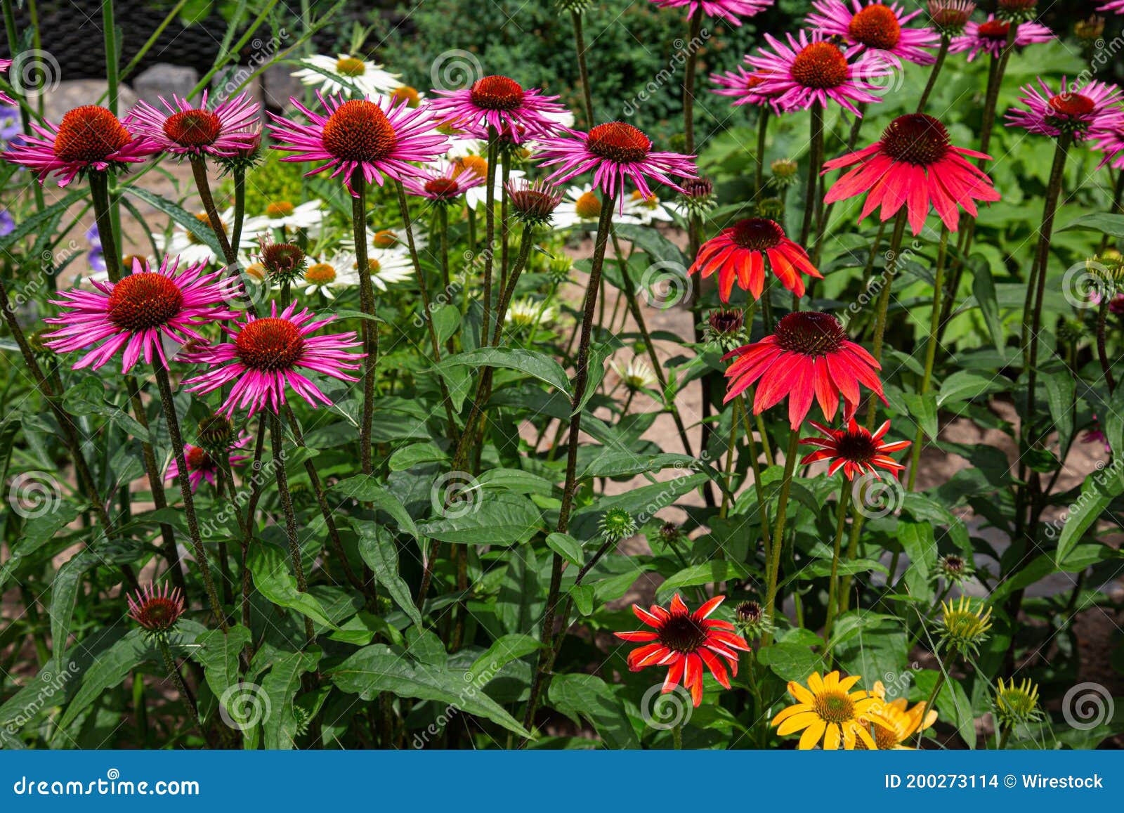 Coneflowers (Echinacea) in Different Colours Stock Photo - Image of ...