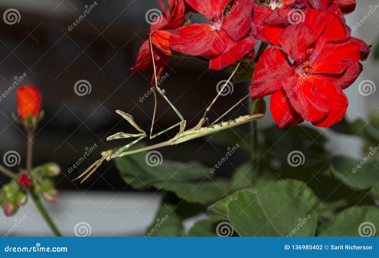 Cone Head Mantis Empusa Pennata Hanging from a Red Geranium Stock Photo ...