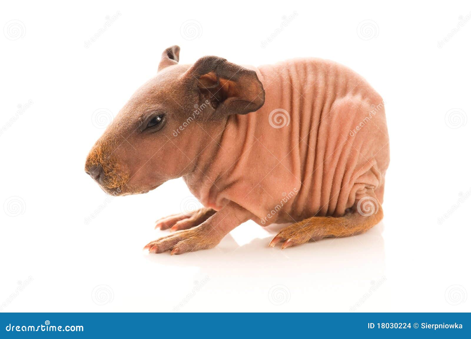 Conejillo de Indias flaco foto de archivo. Imagen de piel - 18030224