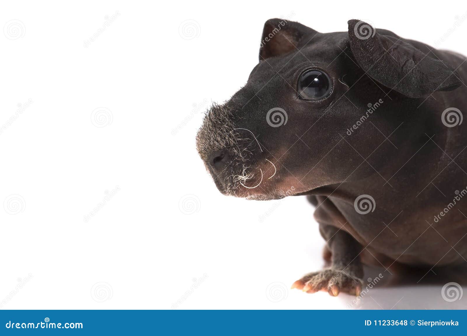 Conejillo De Indias Flaco En El Fondo Blanco Foto de archivo - Imagen ...