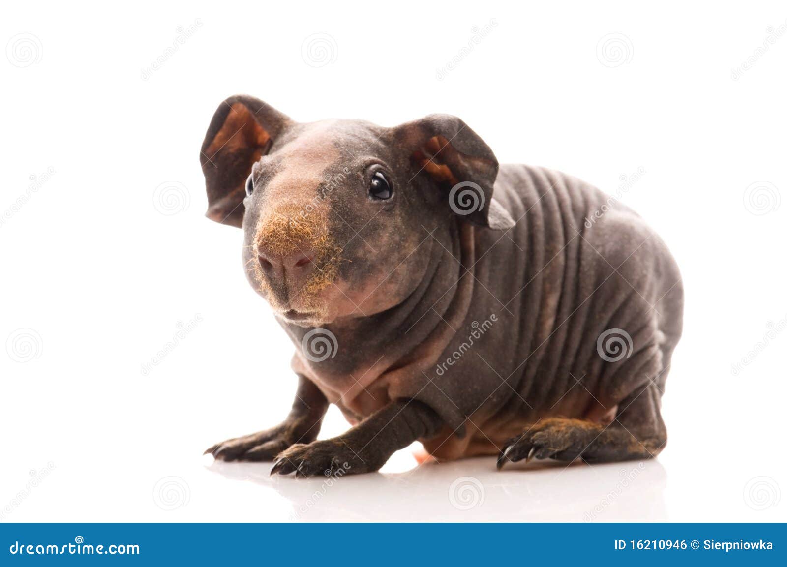 Conejillo De Indias Flaco En El Fondo Blanco Foto de archivo - Imagen ...