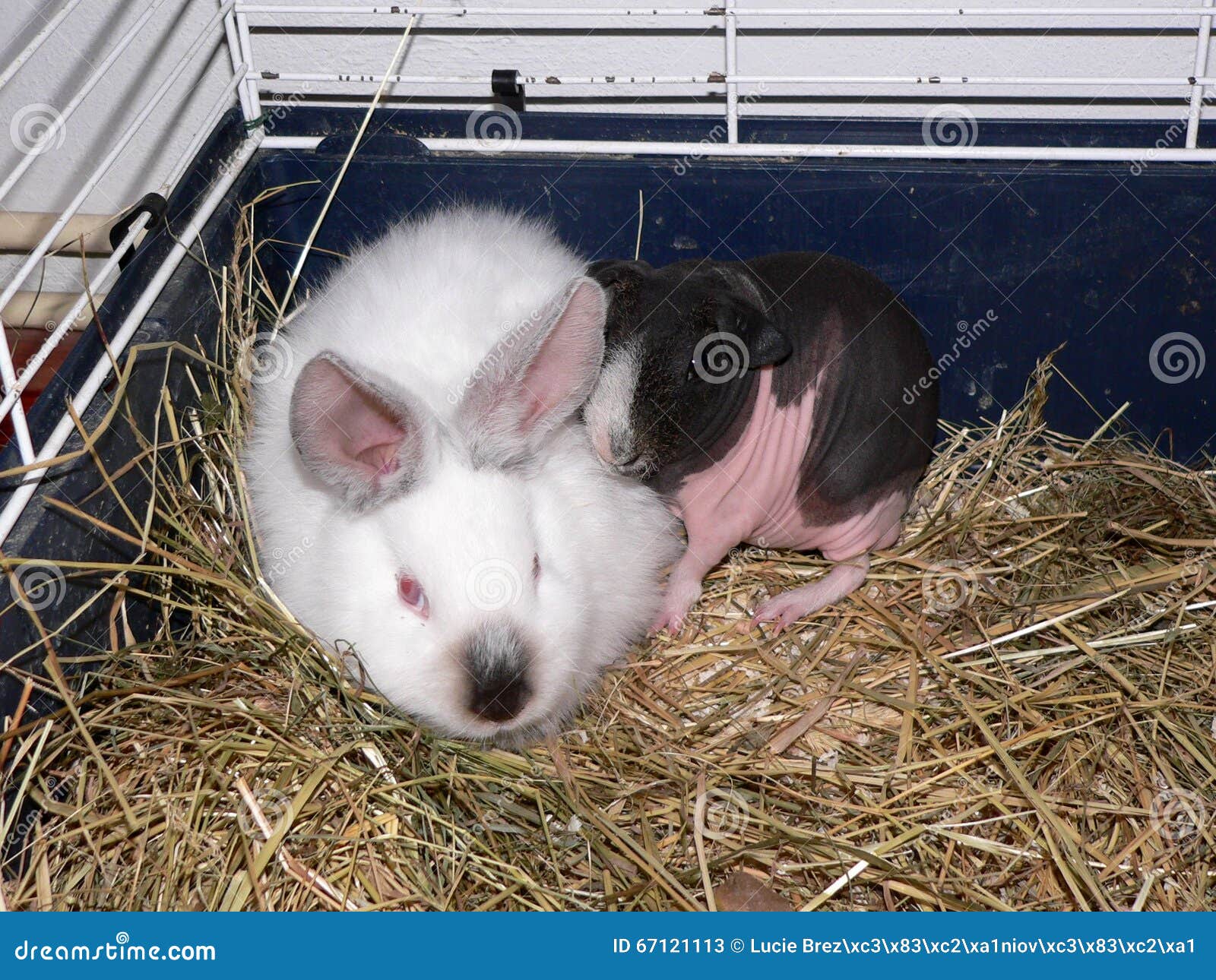 Conejillo De Indias Flaco Y El Conejo Blanco Imagen de archivo - Imagen ...