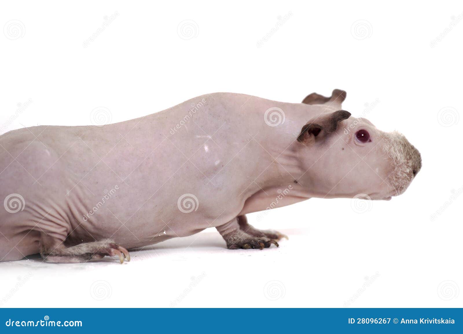 Conejillo De Indias Sin Pelo Imagen de archivo - Imagen de animales ...