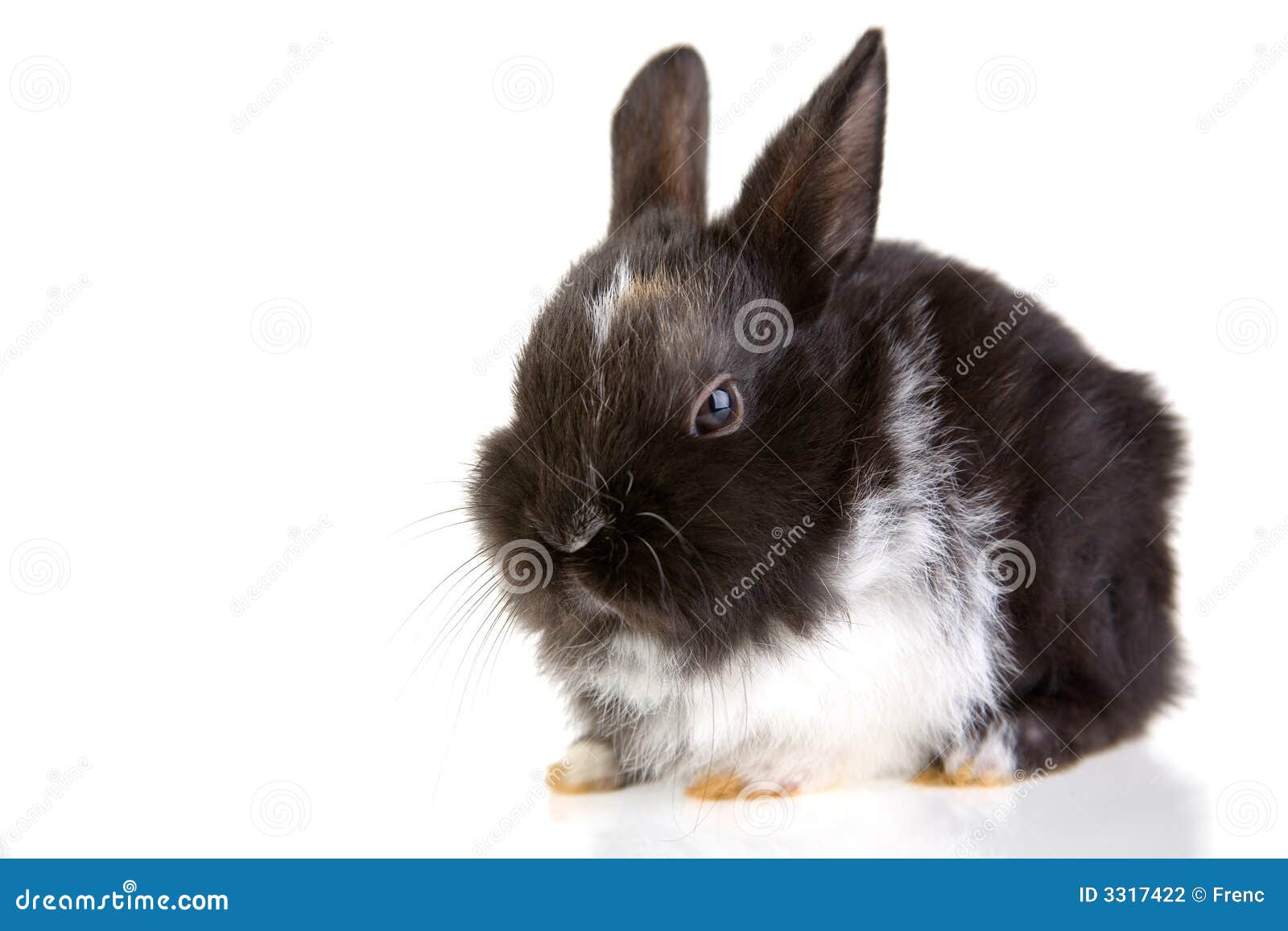 Conejito blanco y negro foto de archivo. Imagen de dulce - 3317422