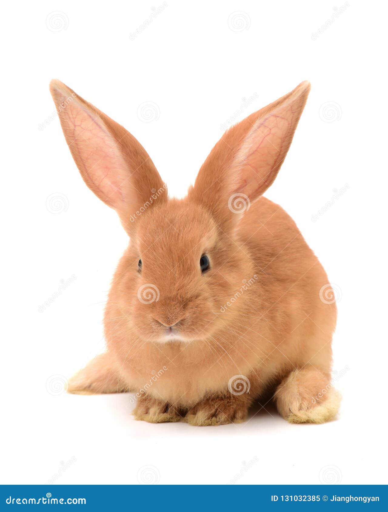 Conejito lindo imagen de archivo. Imagen de lindo, adorable - 131032385