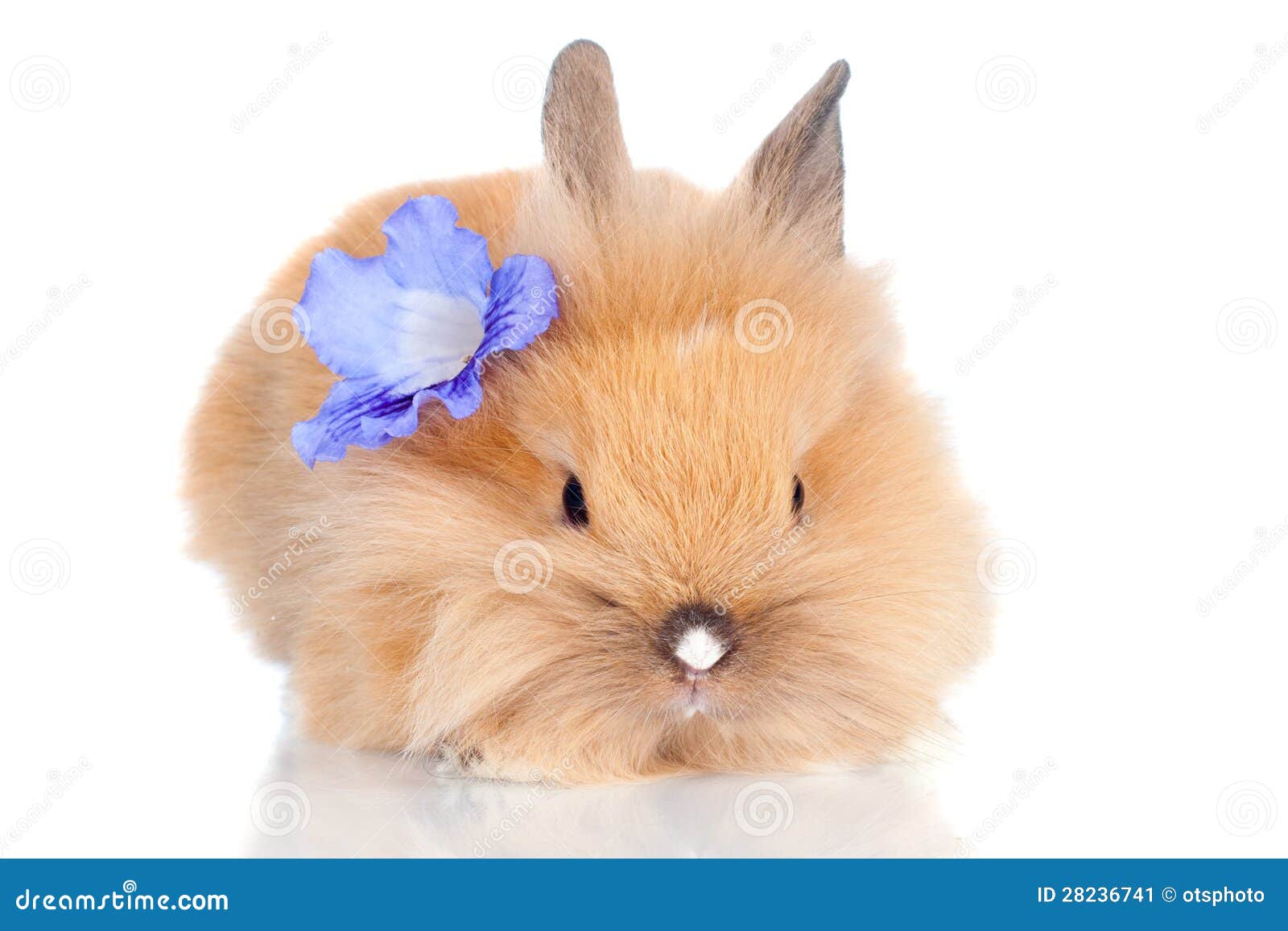Conejito Lindo Del Bebé Con Una Flor Imagen de archivo - Imagen de ...