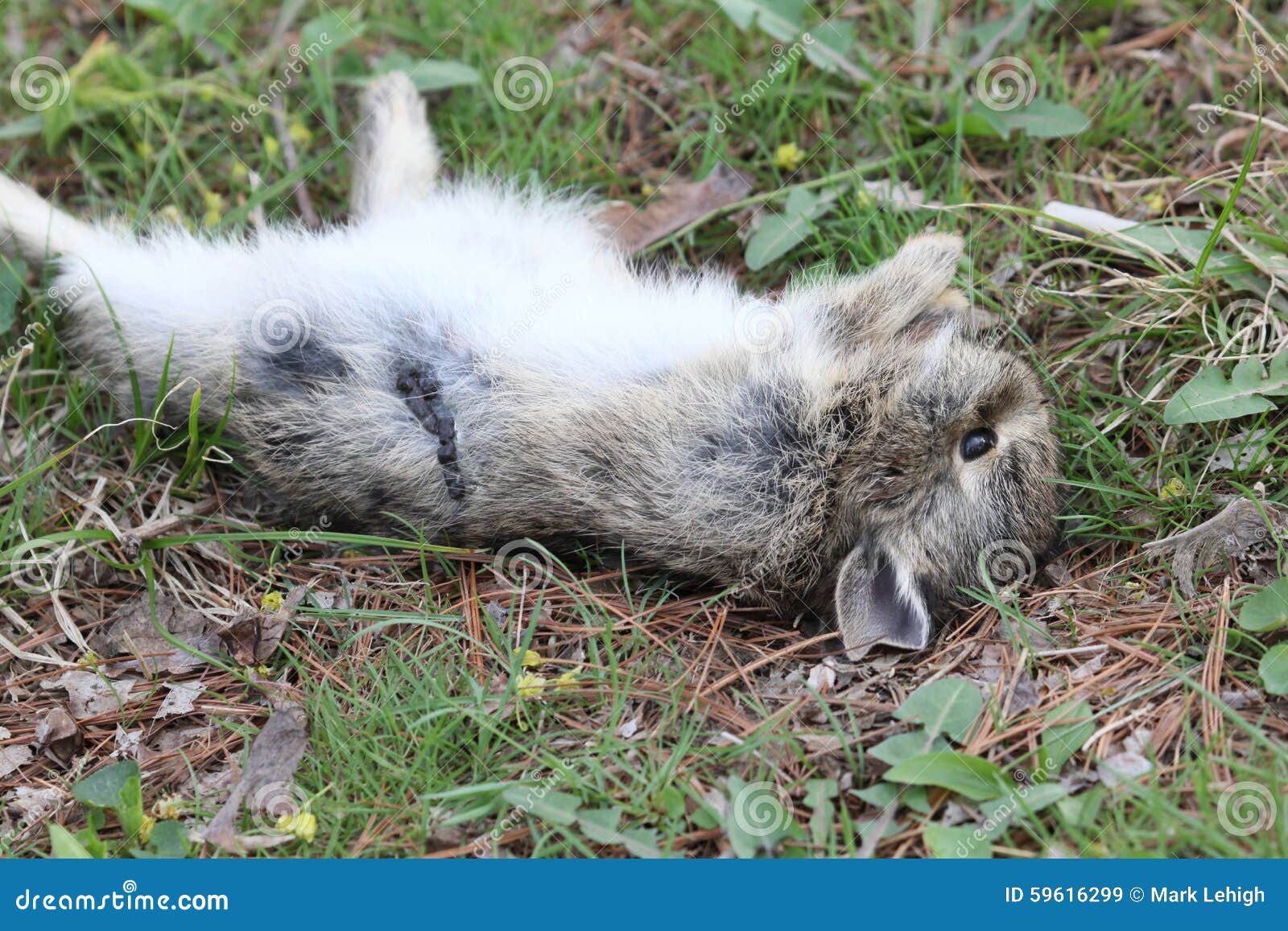 Conejito muerto imagen de archivo. Imagen de caza, pérdida - 59616299