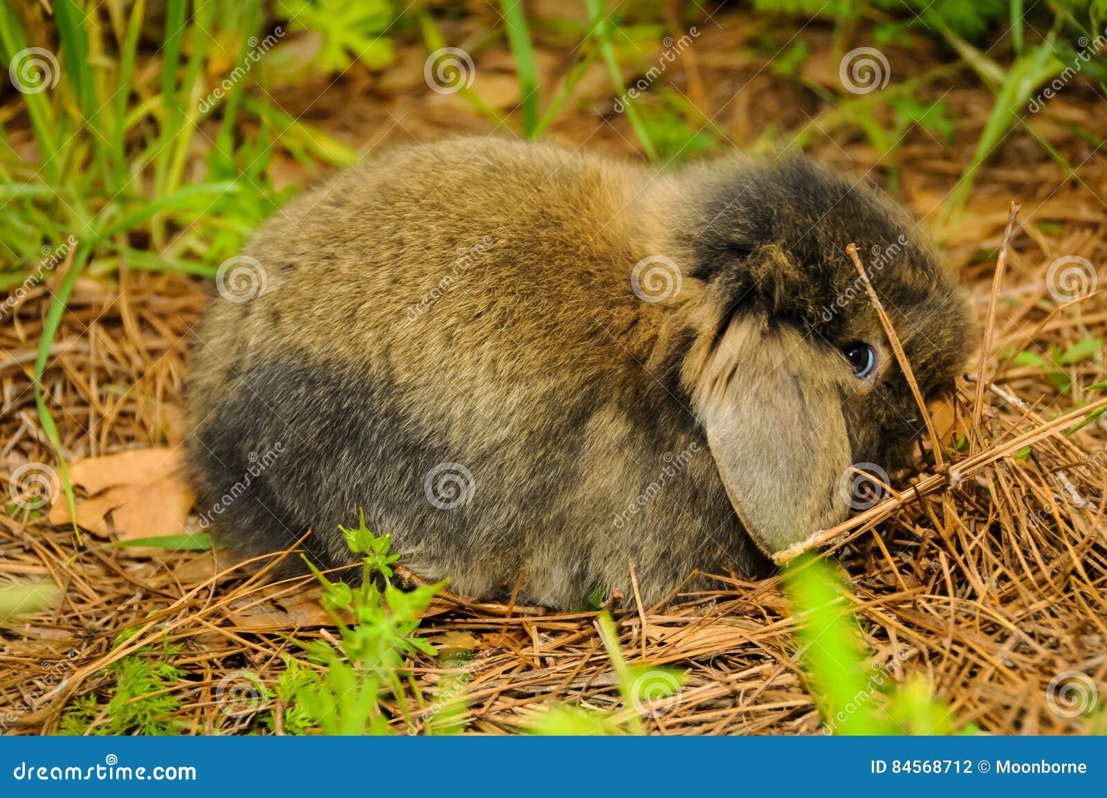 Conejito tímido foto de archivo. Imagen de cubo, animal - 84568712