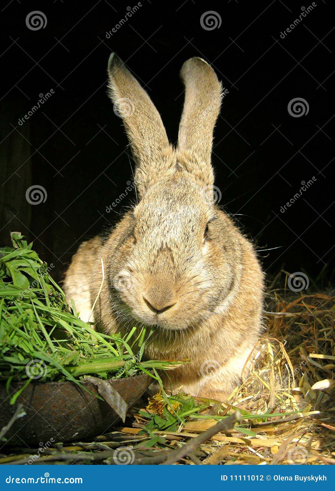 Conejo foto de archivo. Imagen de granja, resorte, bigotes - 11111012