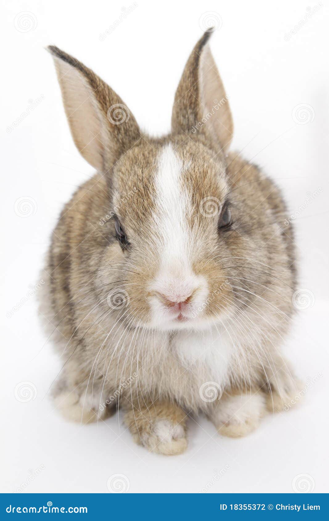 Conejo foto de archivo. Imagen de especie, habitat, conejo - 18355372