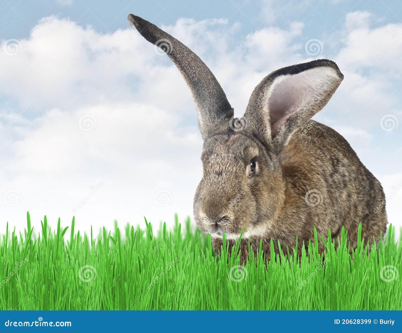 Conejo imagen de archivo. Imagen de mullido, peludo, nubes - 20628399