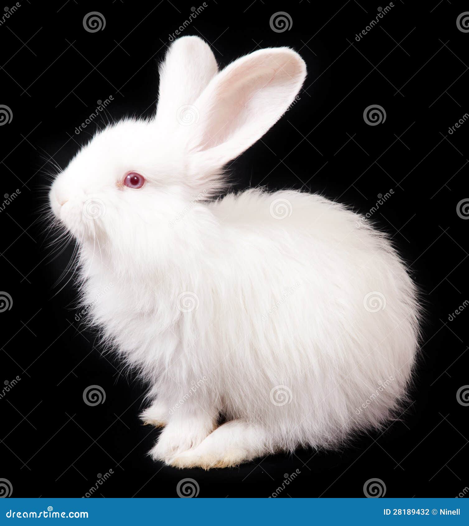 Conejo foto de archivo. Imagen de piel, lindo, garras - 28189432