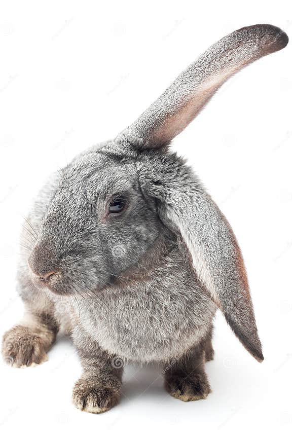 Conejo imagen de archivo. Imagen de retrato, oiga, pascal - 3856217