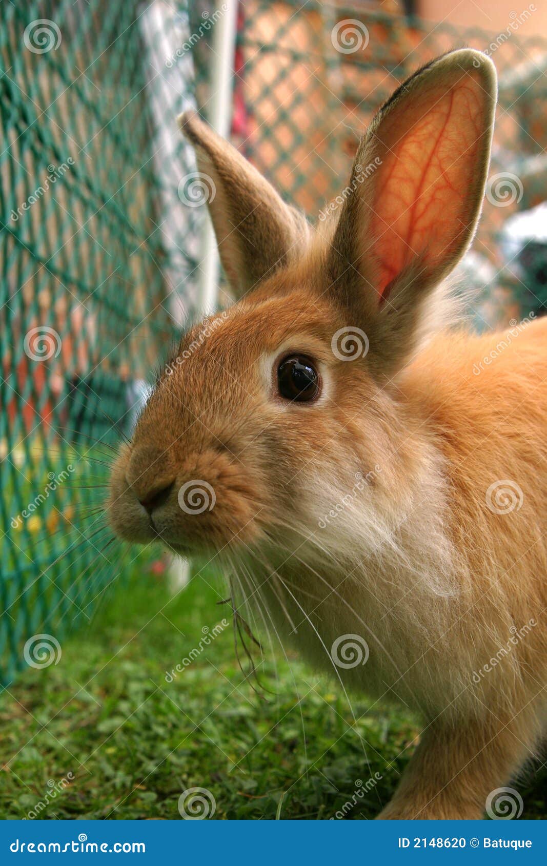 Conejo_5402. stock photo. Image of outdoors, rabbit, look - 2148620